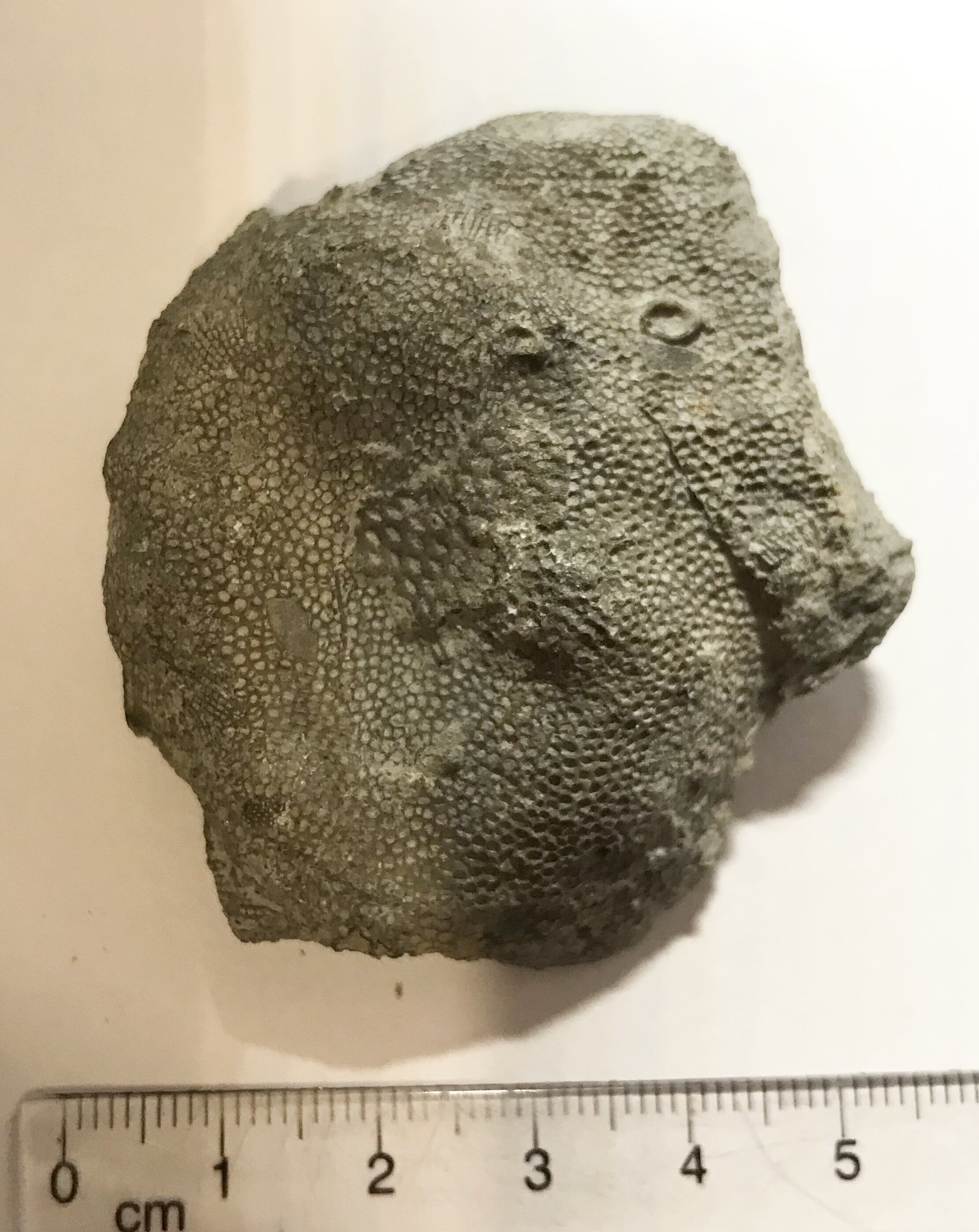 Unidentified Arkona Coral - Fossil ID - The Fossil Forum