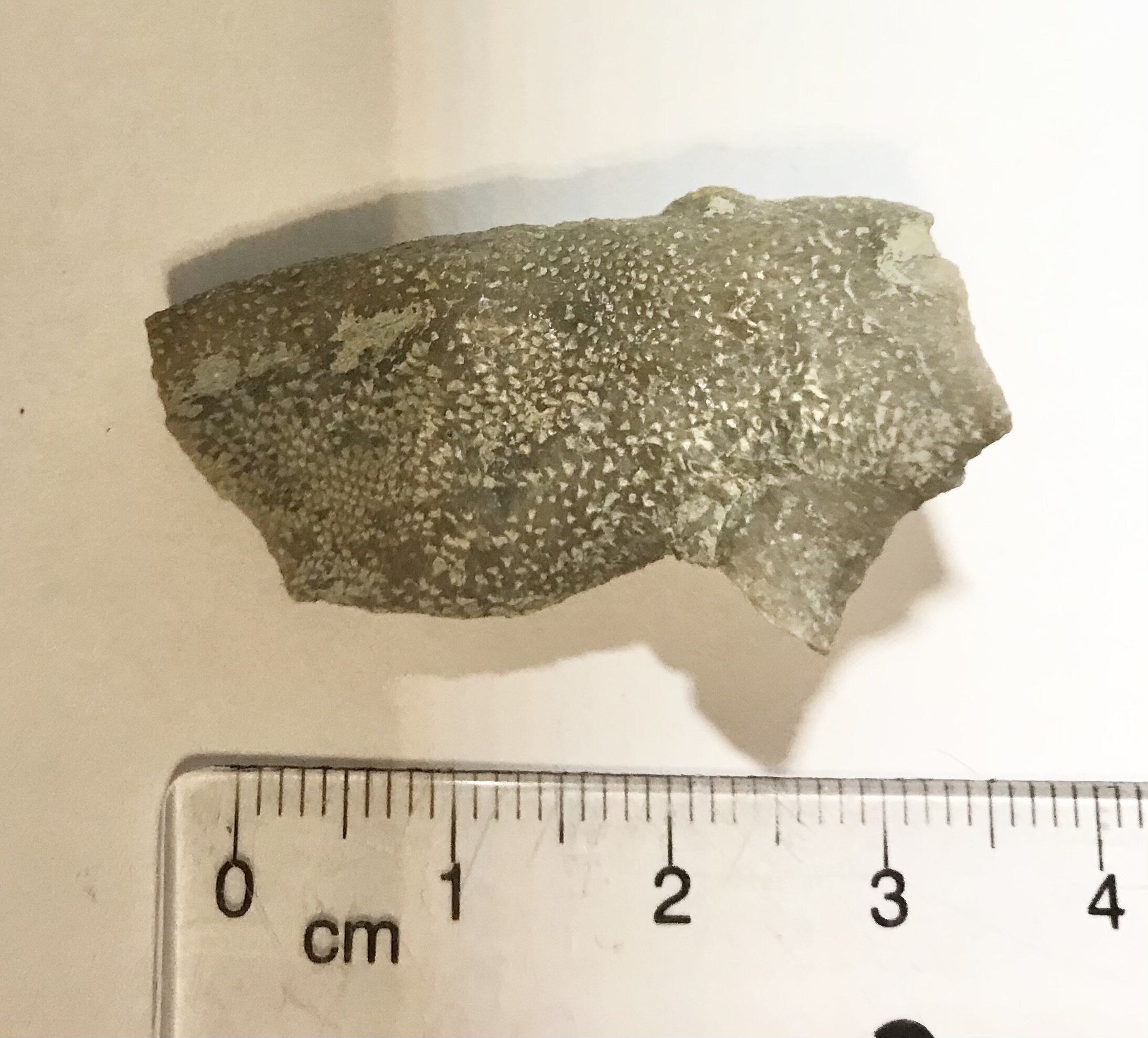 Unidentified Arkona Coral - Fossil ID - The Fossil Forum