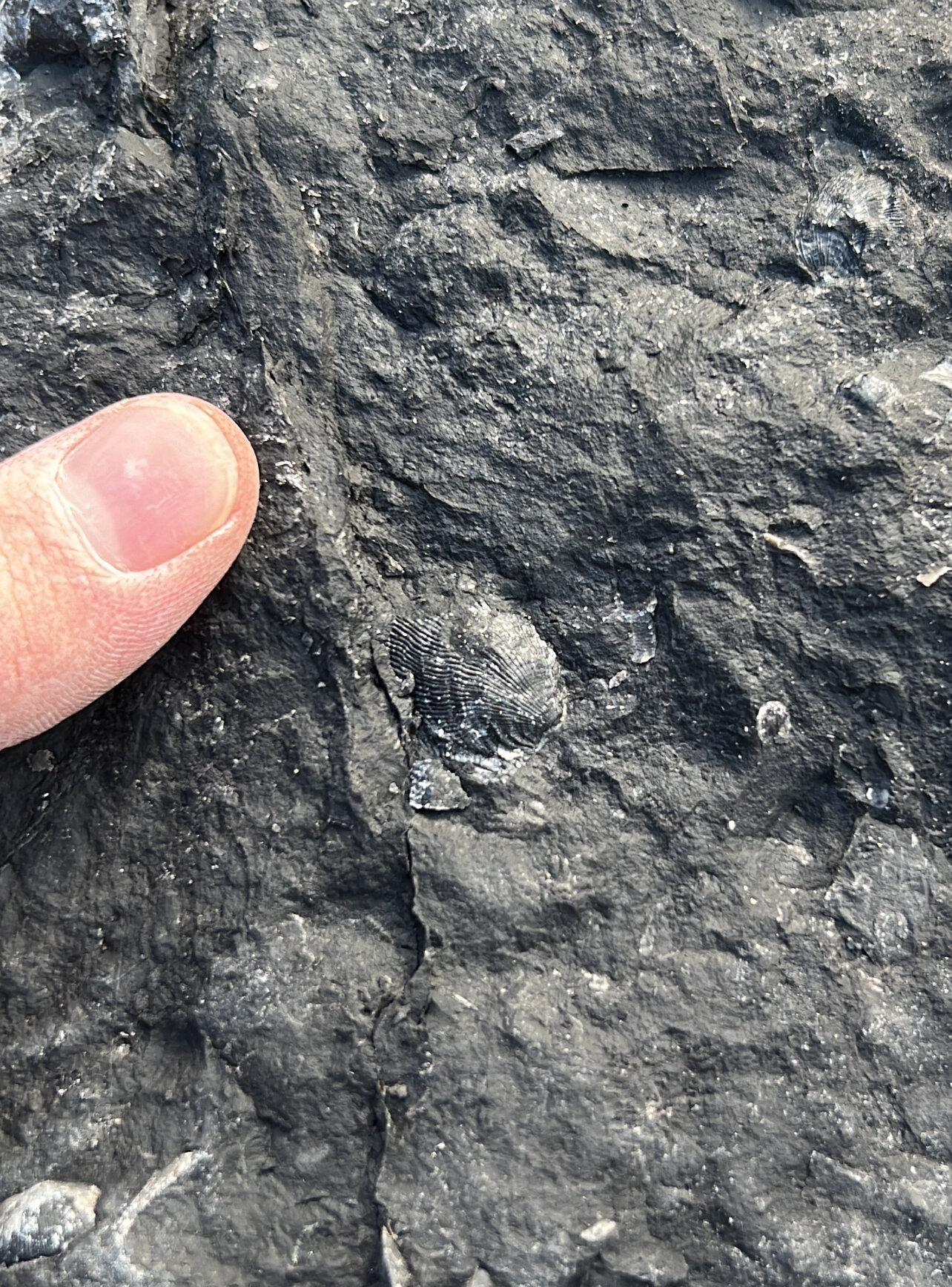 tournaisian fossil trip 28-1-2024. - Fossil Hunting Trips - The Fossil ...