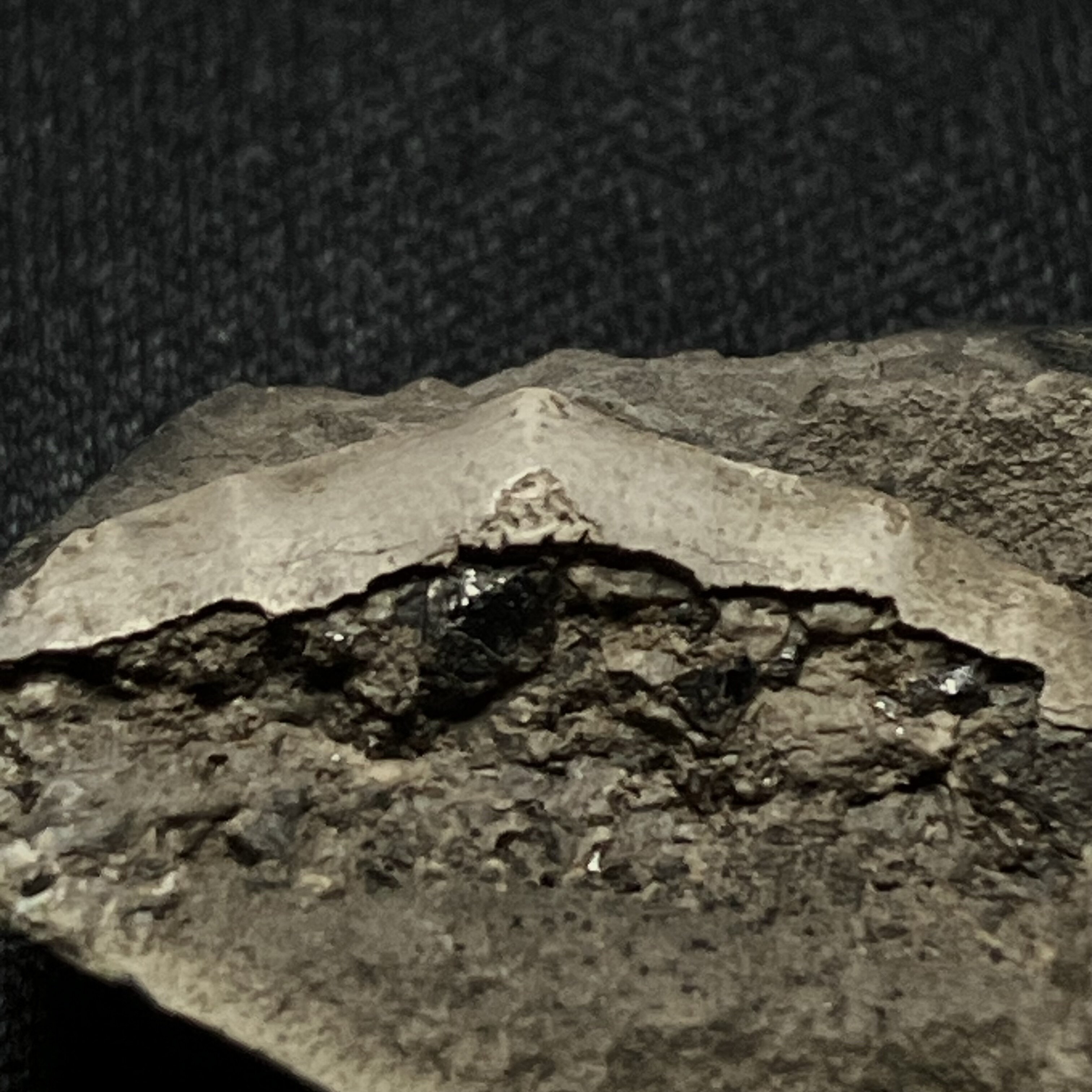 February 2024 - Finds of the Month Entries - Fossil of the Month - The ...