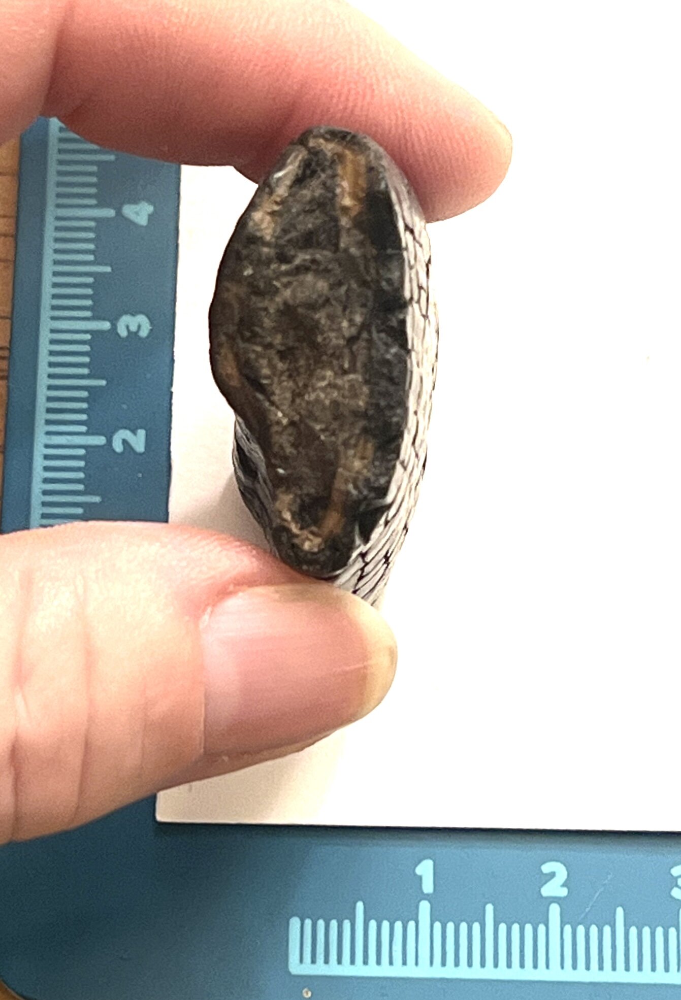 Tooth? - Fossil ID - The Fossil Forum