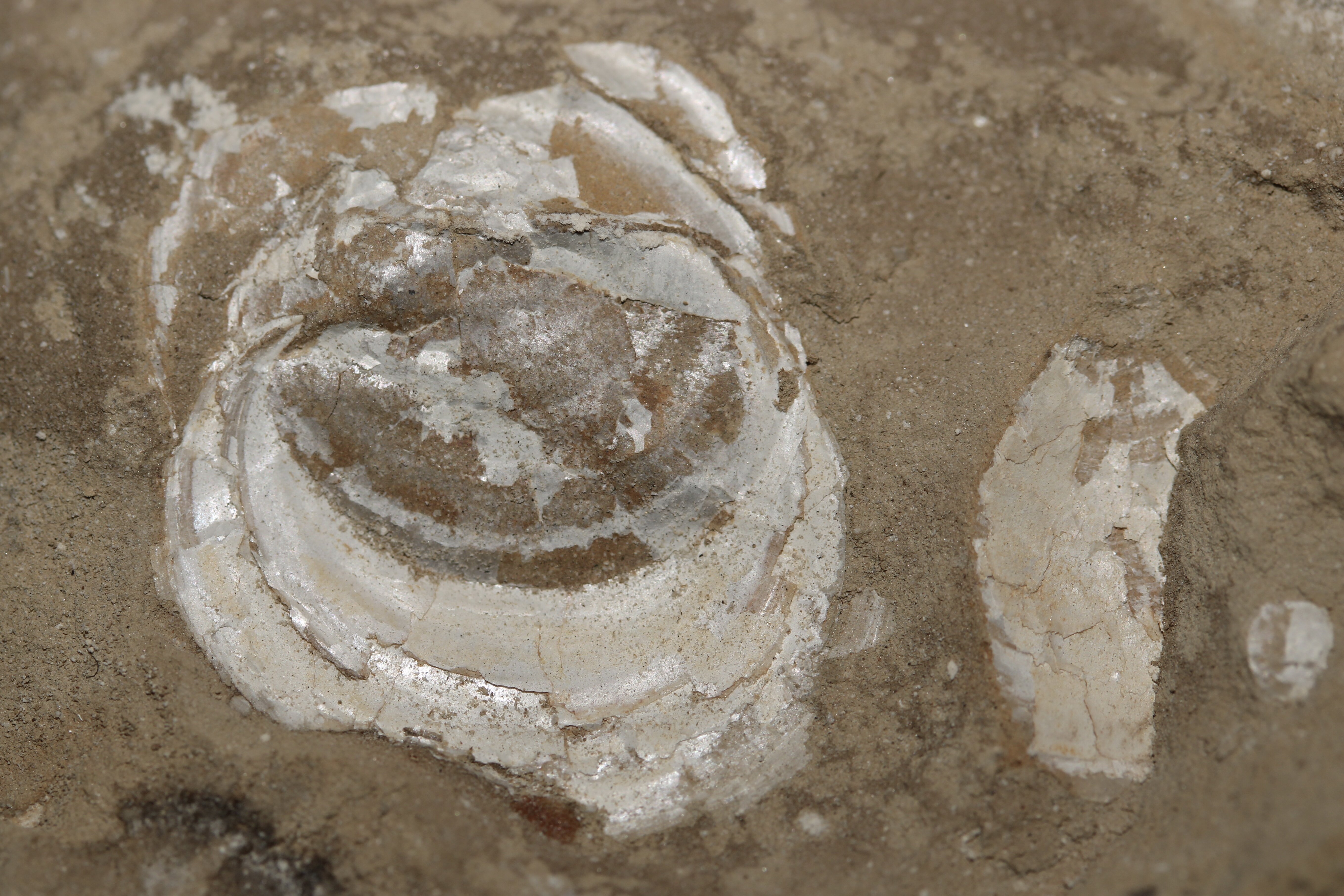 Miocene Shells from Monterey Formation, California - Fossil ID - The ...