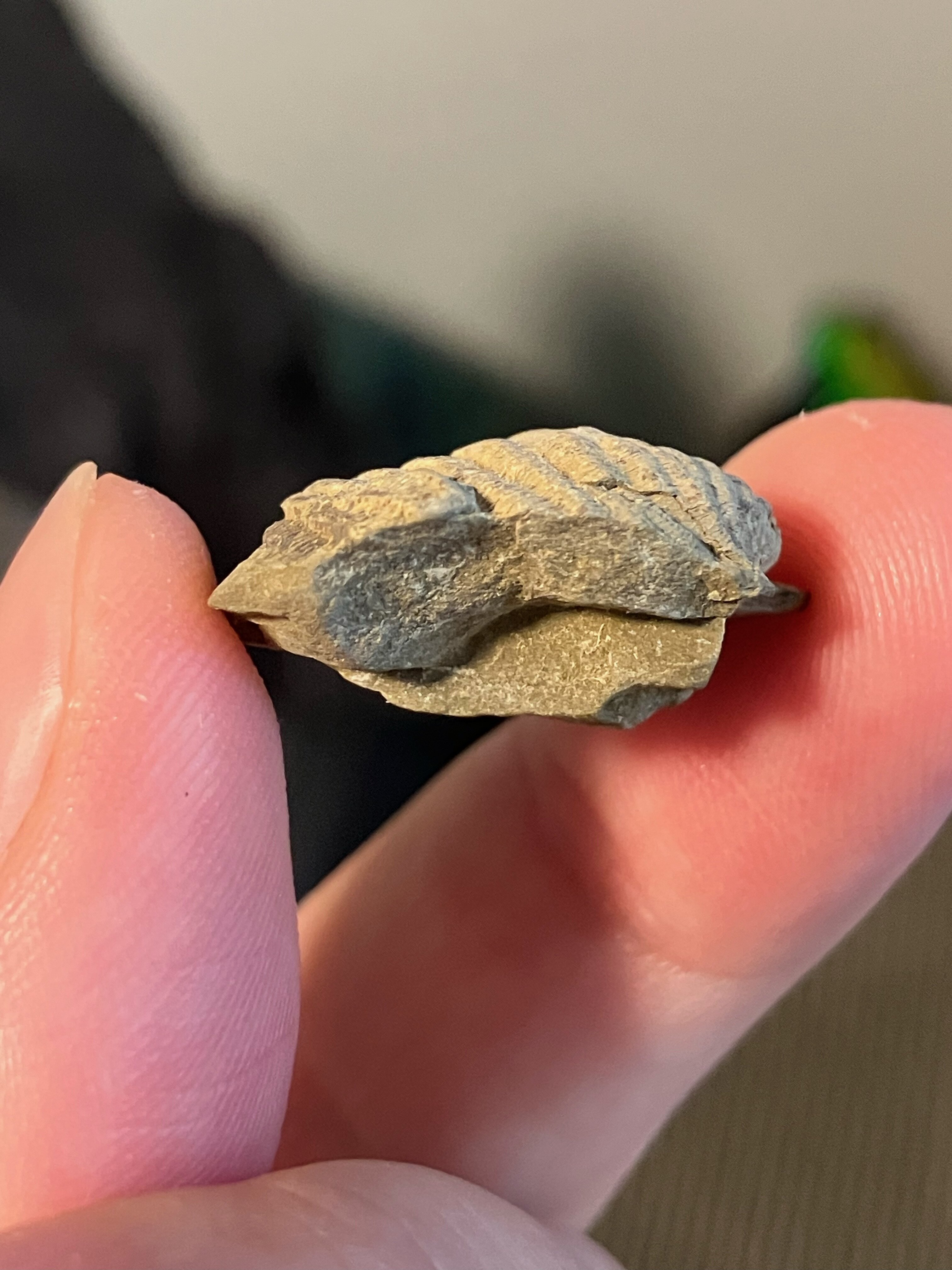 Need help IDing some fossils/imprints - Fossil ID - The Fossil Forum