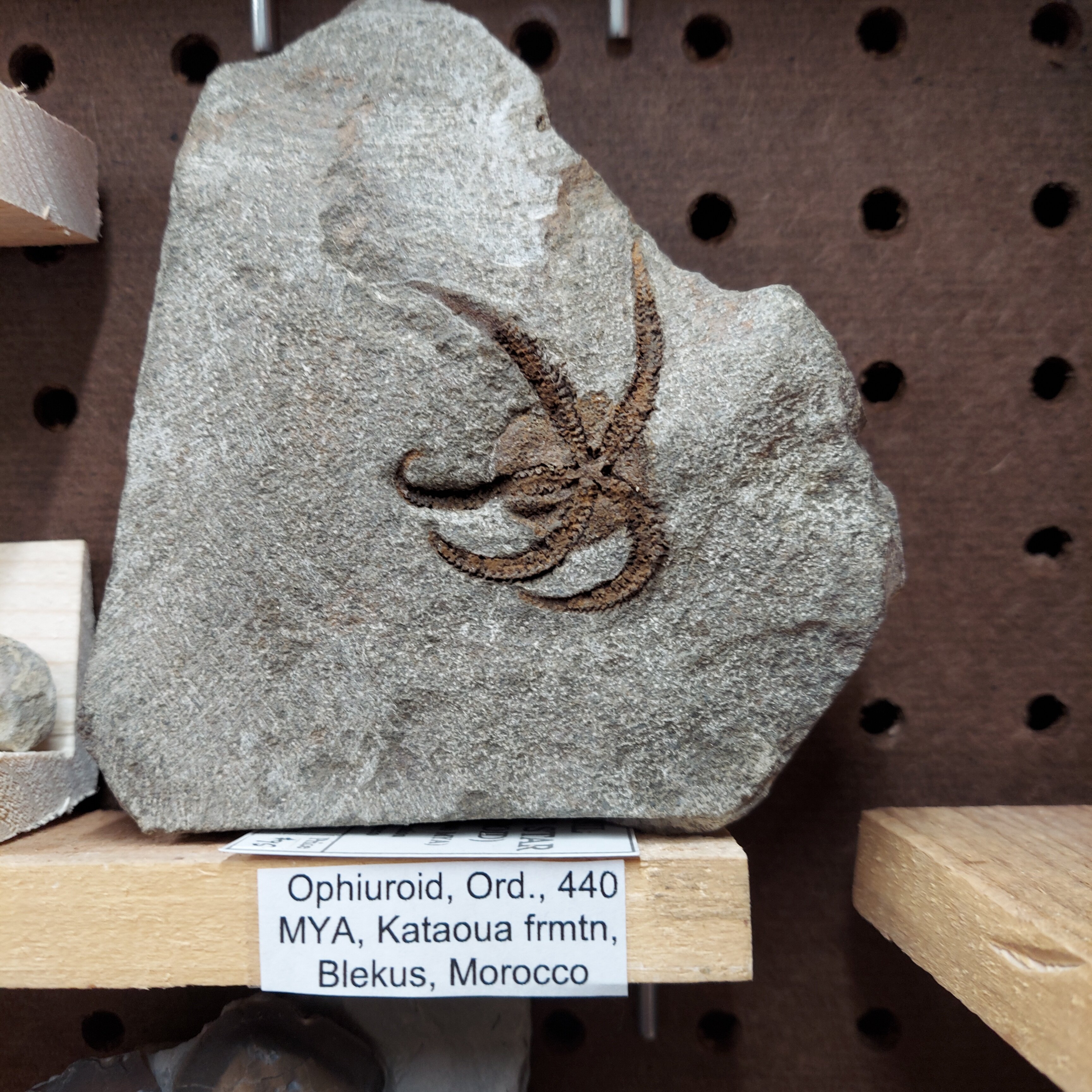 Less common Ordovician echinoderms - Member Collections - The Fossil Forum