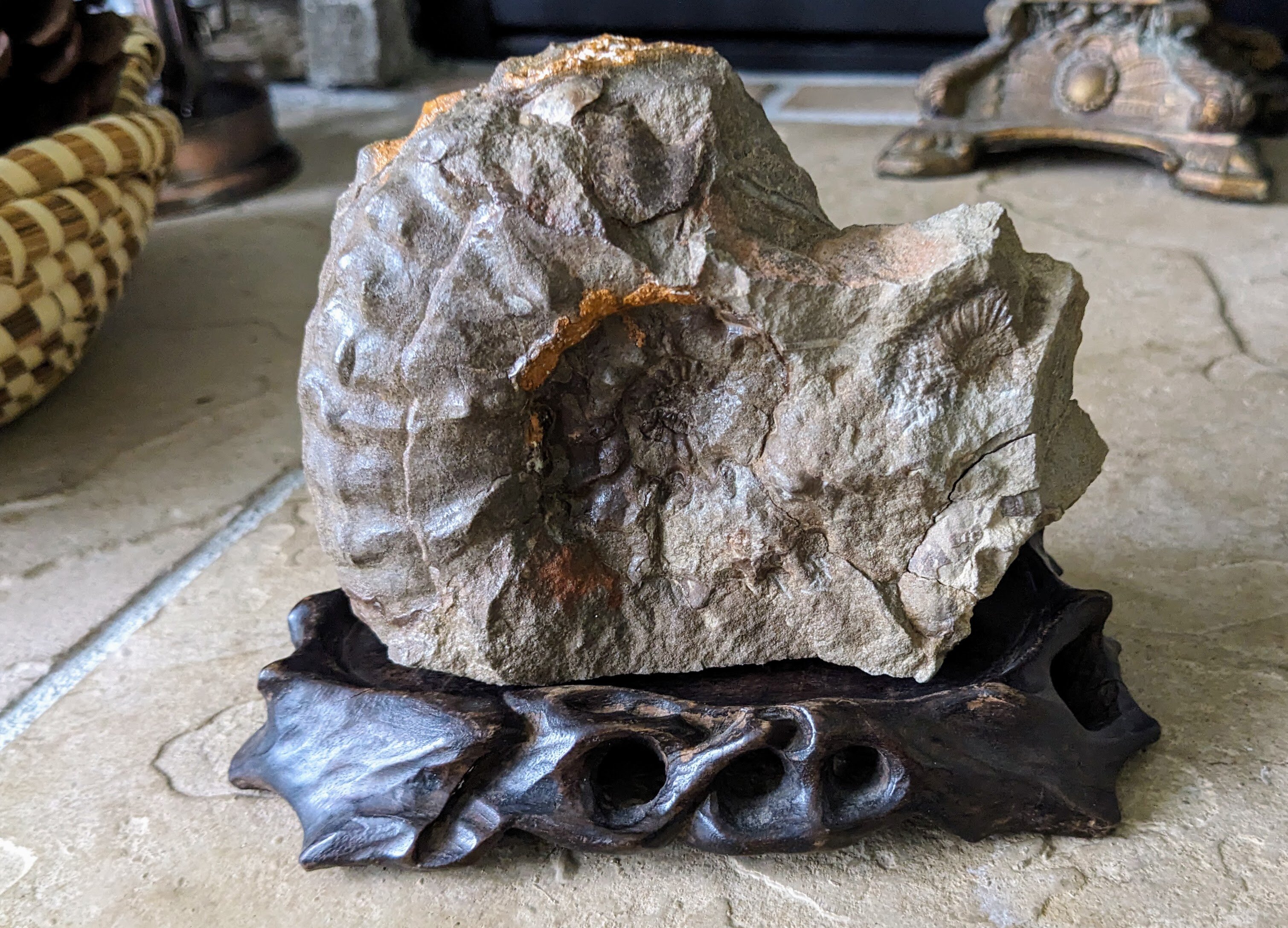 Displaying fossils using fossilized plates as the base? - Fossil ...