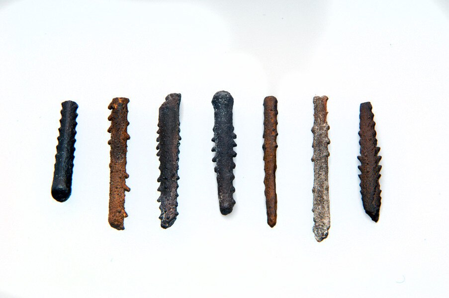 Middle eocene Sawfish rostrum? Found in Dammam formation, midra shale ...