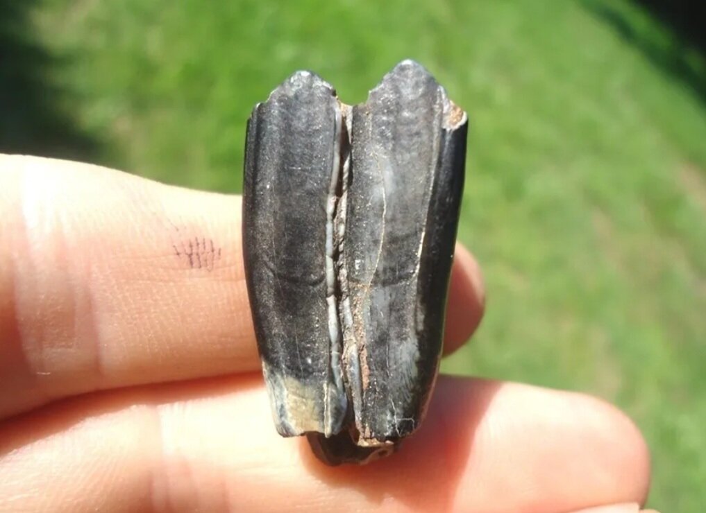 SE Texas - Small tooth - Fossil ID - The Fossil Forum