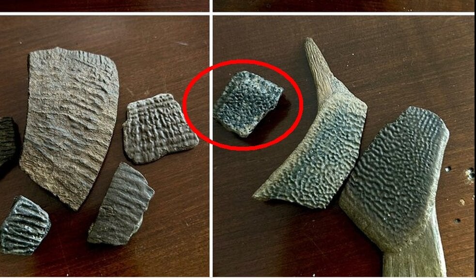 Peace River: types of turtle shell IDs - Fossil ID - The Fossil Forum