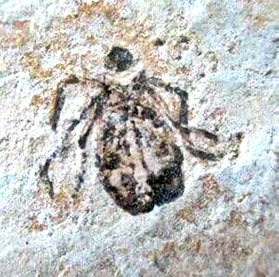 Libellula doris larva - Is It Real? How to Recognize Fossil ...