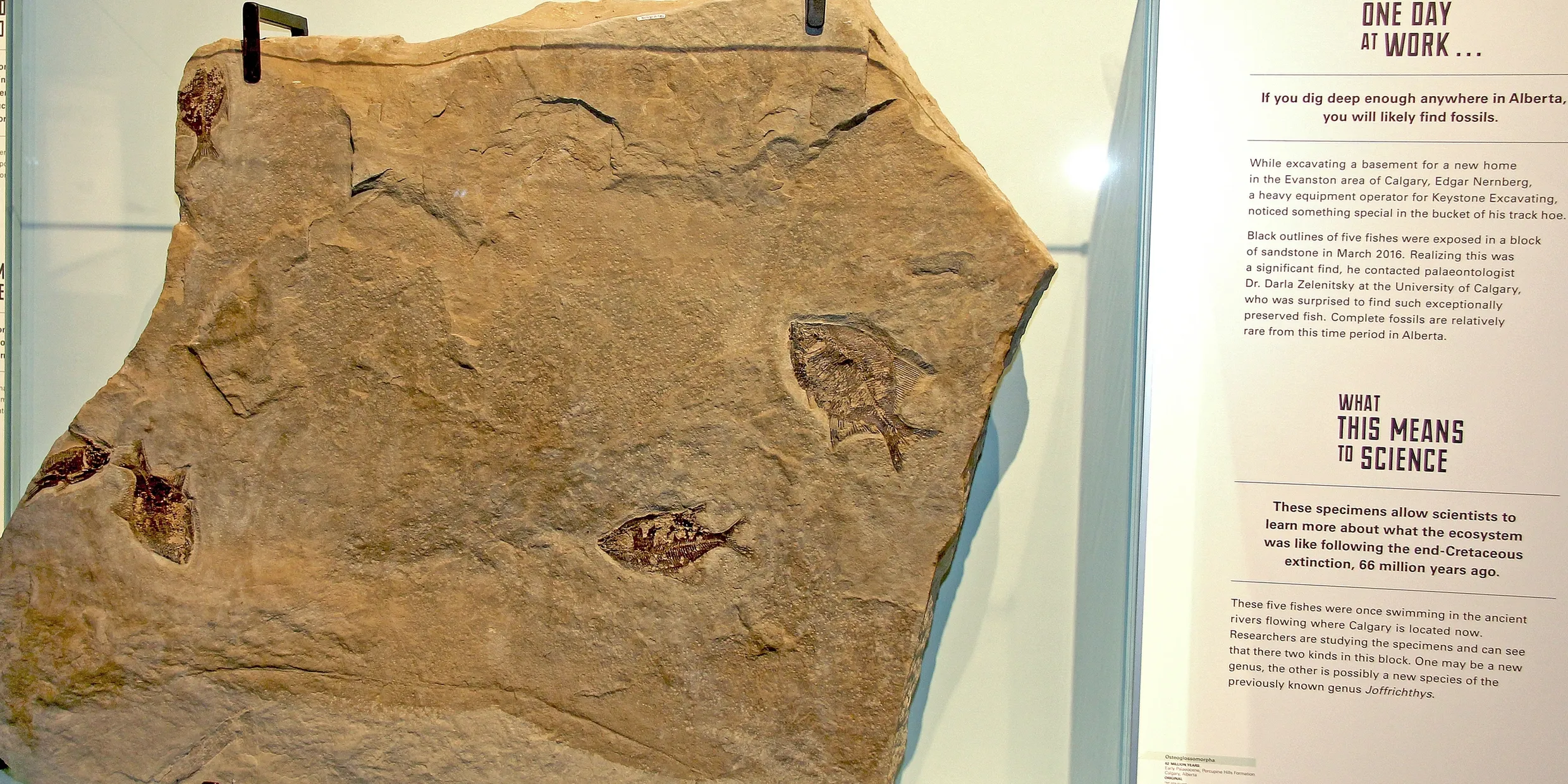 What I found digging a basement - Partners in Paleontology - Member ...