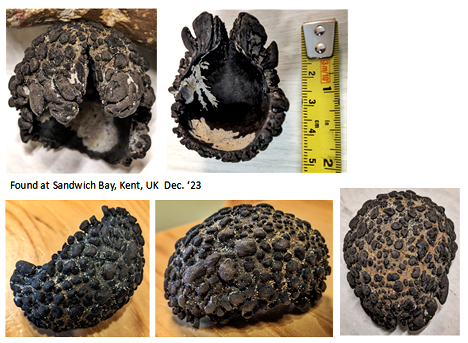 Identification help please - Fossil ID - The Fossil Forum