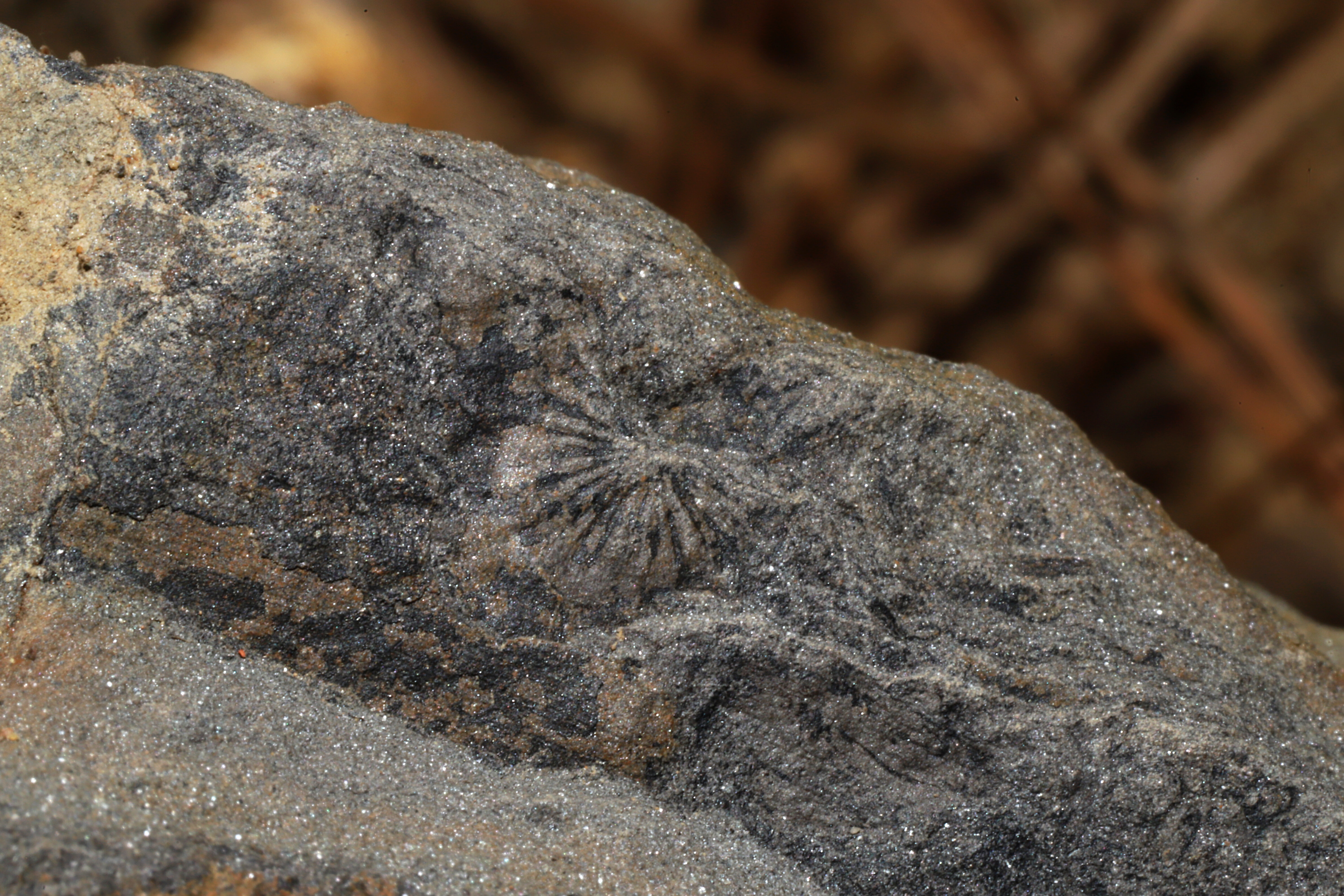 Sphenophyllum sp? - Fossil ID - The Fossil Forum