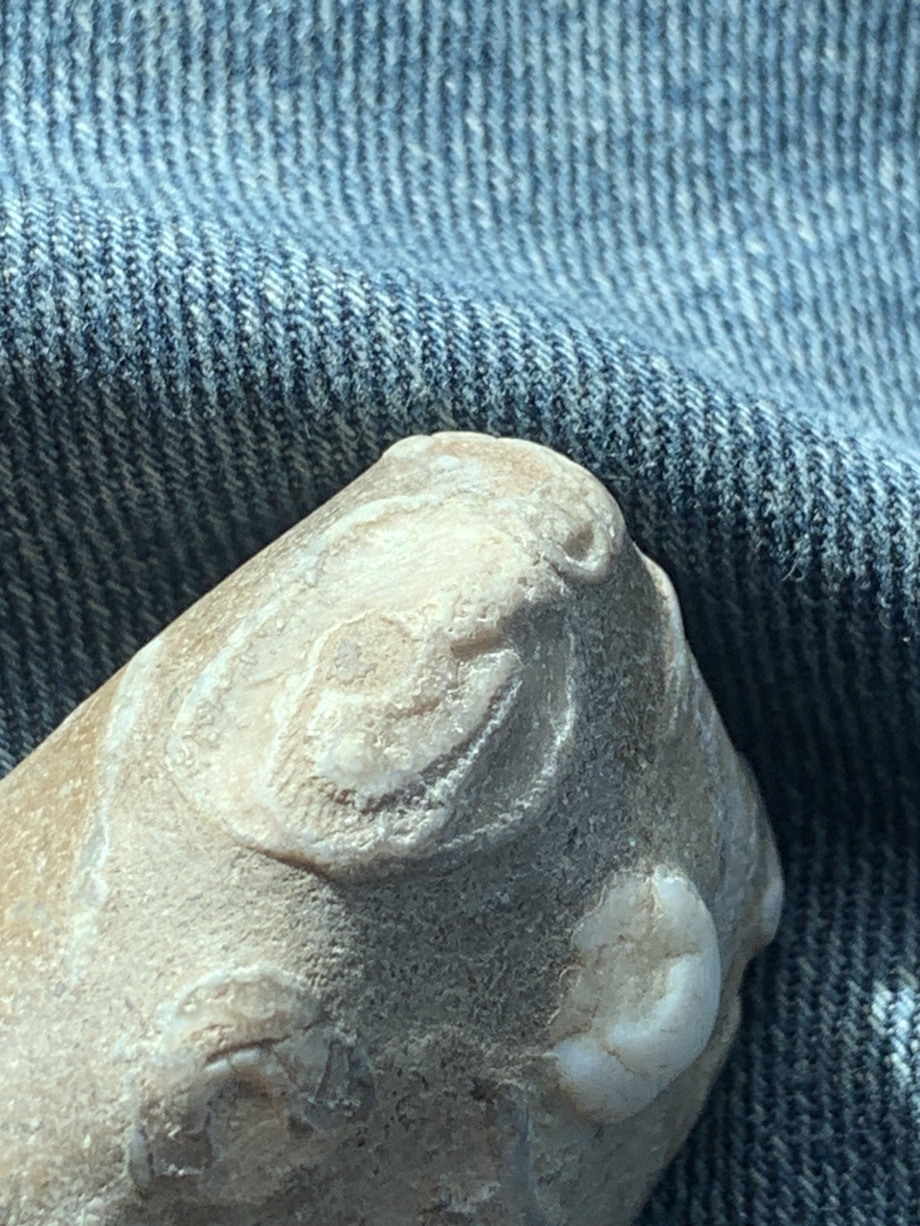 Coprolite - Fossil ID - The Fossil Forum