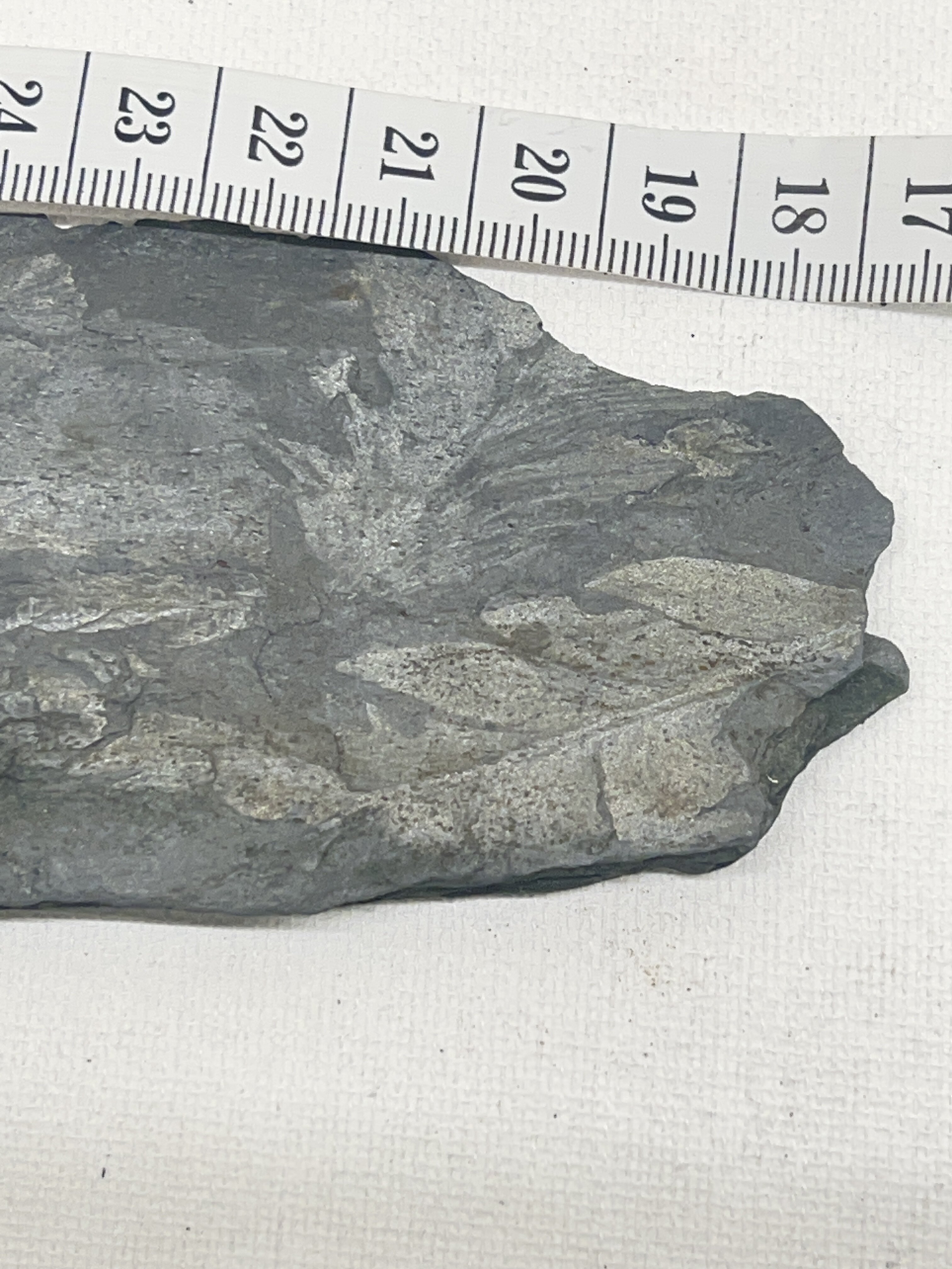 Mix of possible and odd fossils - Fossil ID - The Fossil Forum