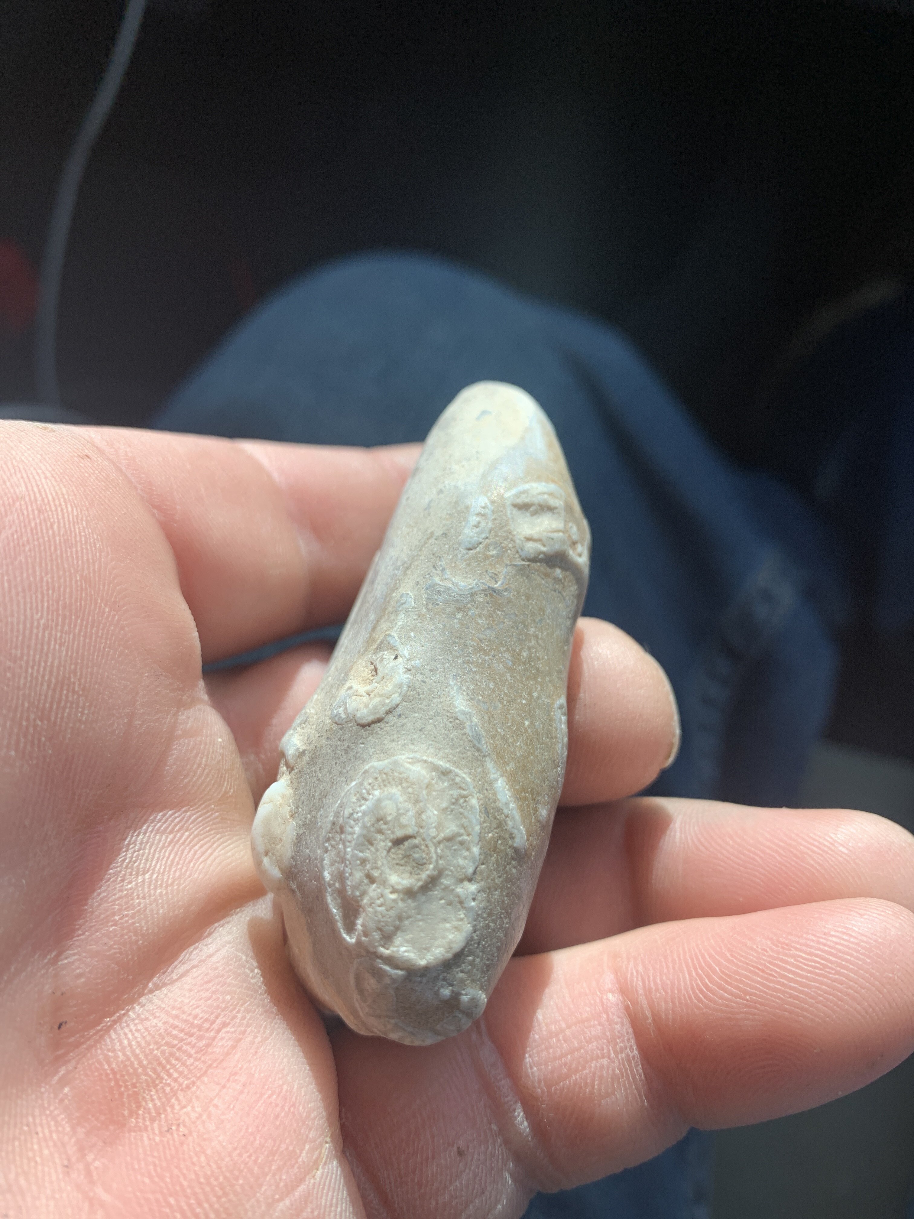 Coprolite - Fossil ID - The Fossil Forum