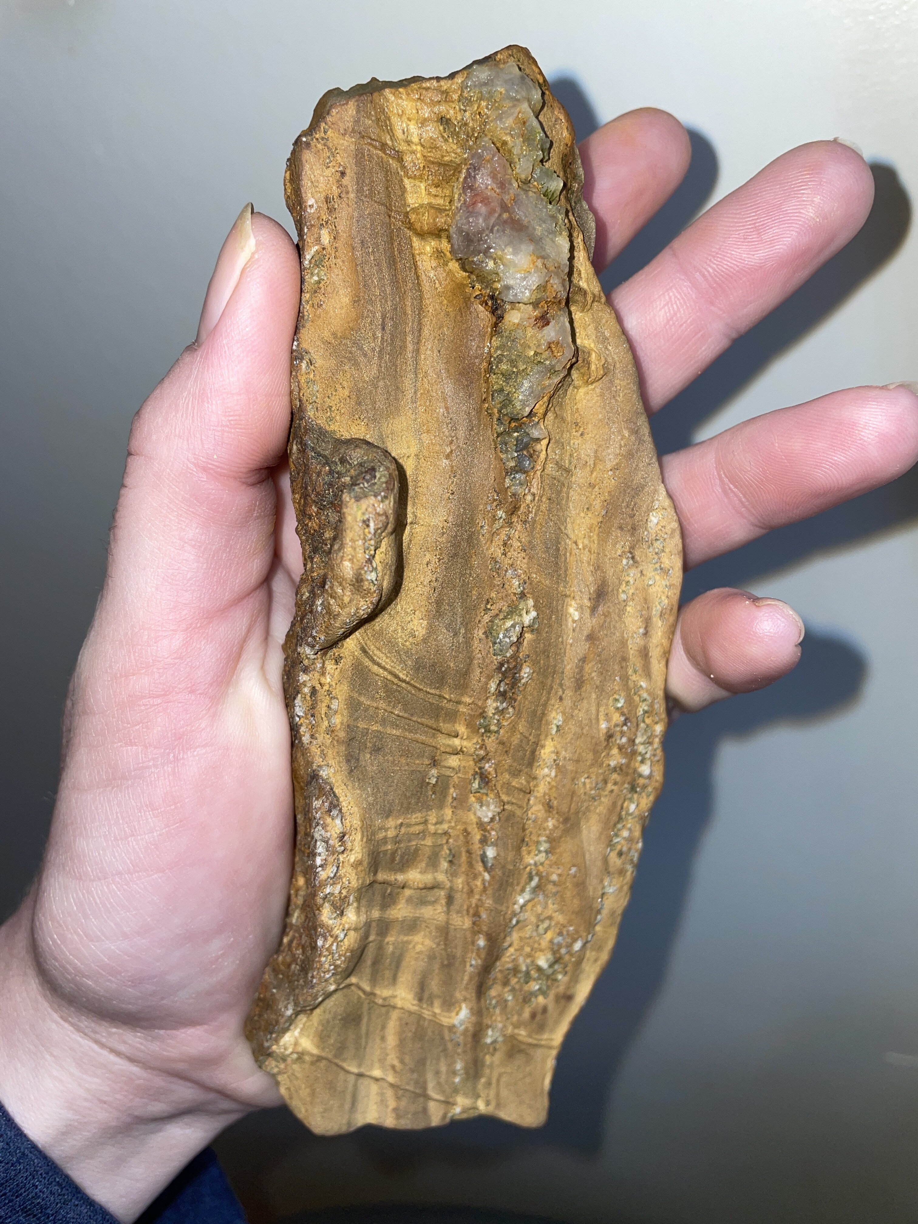 Possible vertebrae impression fossil? - Fossil ID - The Fossil Forum