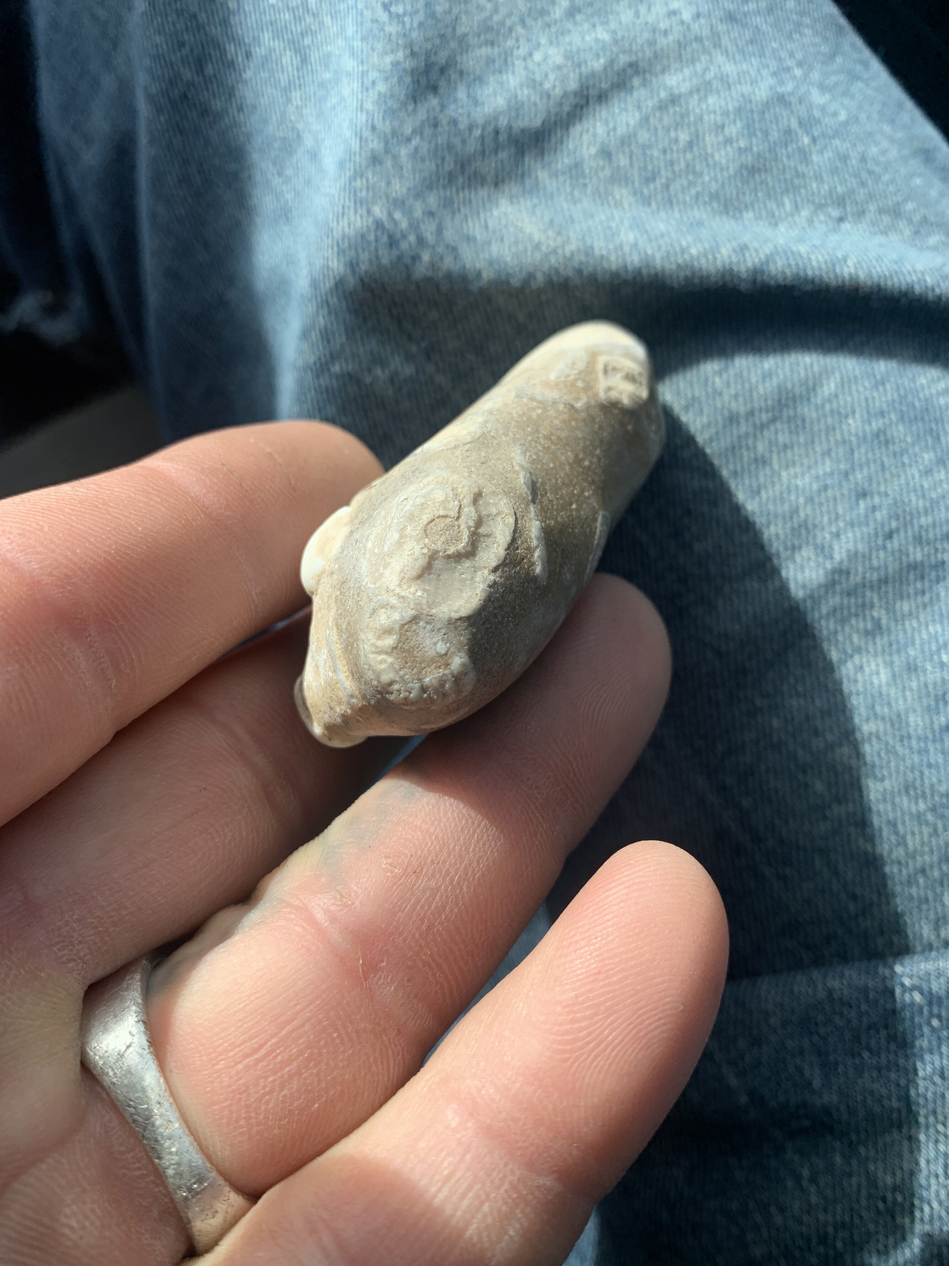 Coprolite - Fossil ID - The Fossil Forum