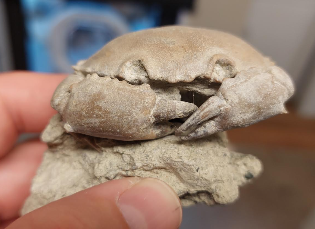Harpactocarcinus punctatus - Fossil Preparation - The Fossil Forum