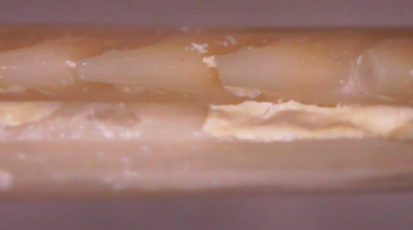Middle eocene Sawfish rostrum? Found in Dammam formation, midra shale ...