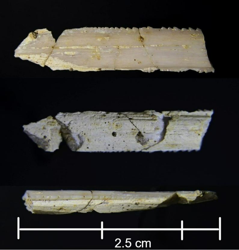Middle eocene Sawfish rostrum? Found in Dammam formation, midra shale ...