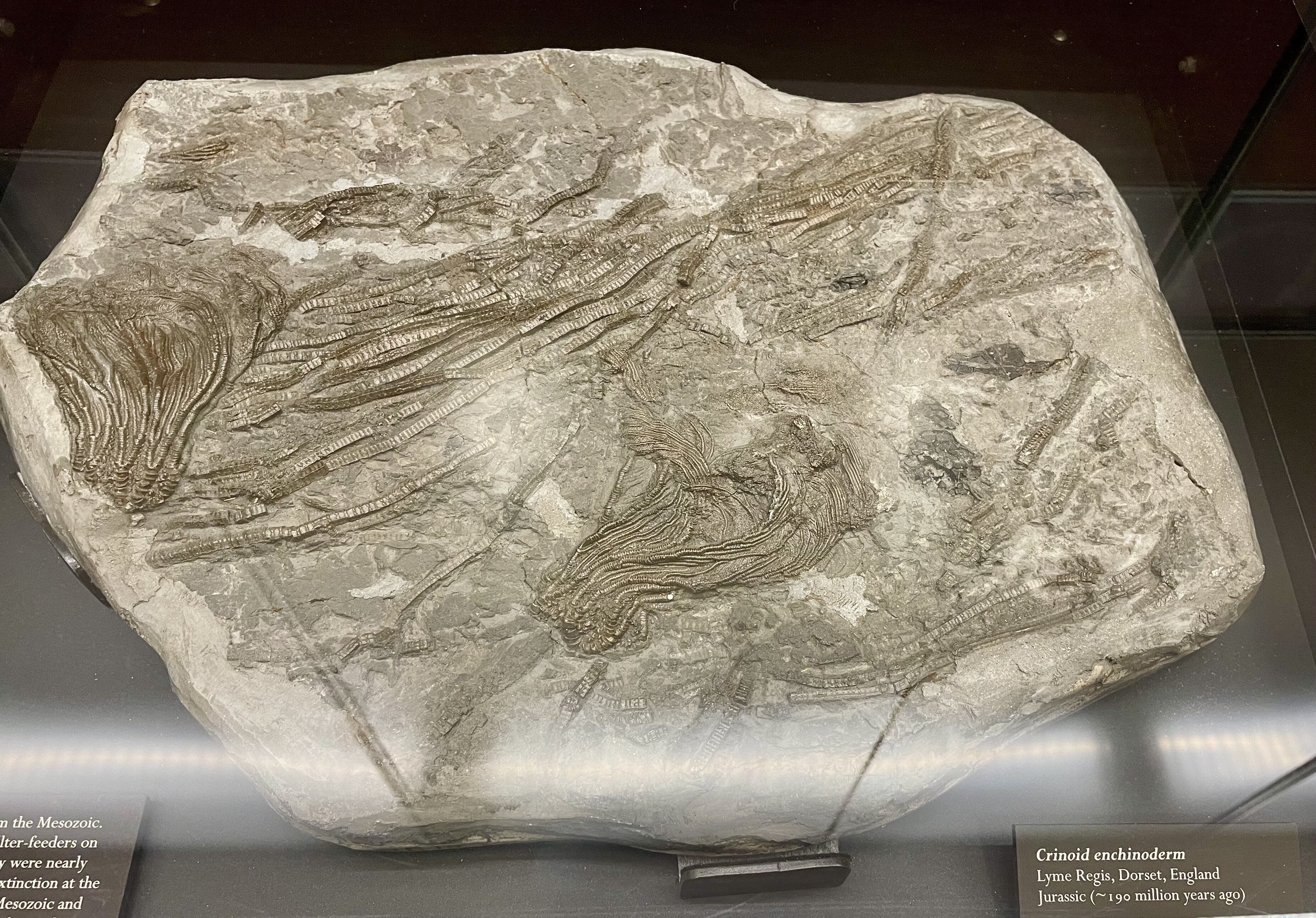 A trip to The Beneski Museum of Natural History Part-2 - A Trip to the ...