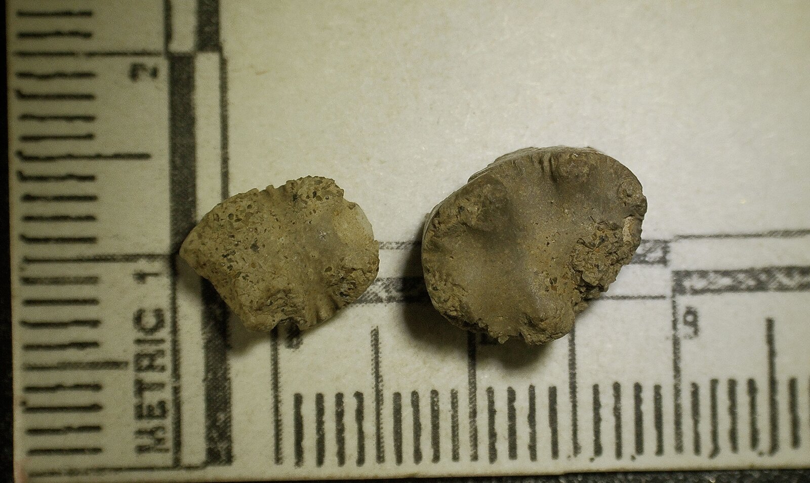 Baculites ovatus - cephalopod - Member Collections - The Fossil Forum