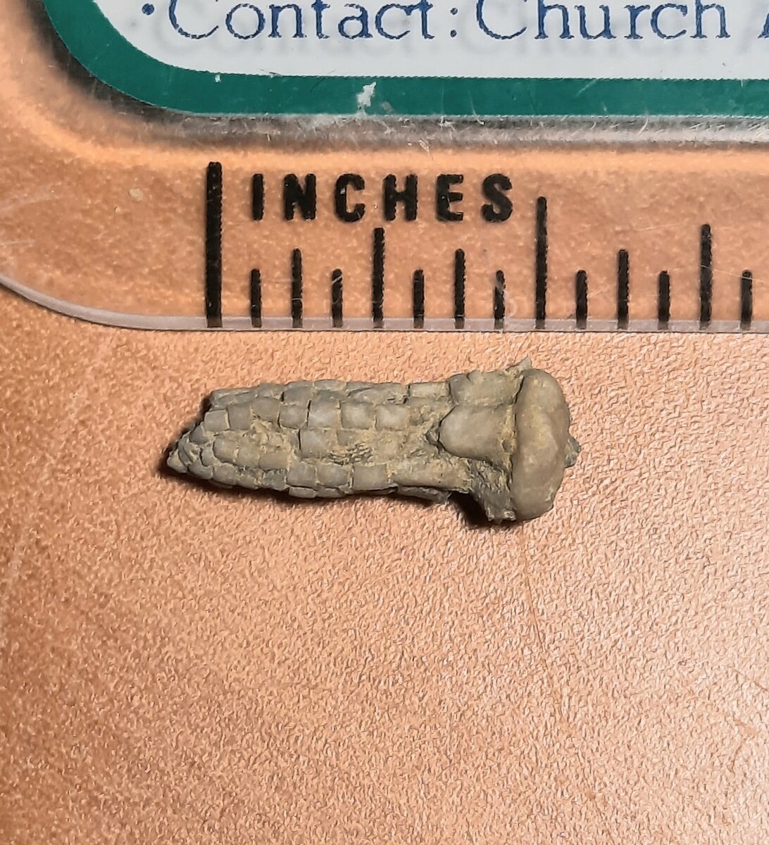 Phanocrinus sp. - Member Collections - The Fossil Forum
