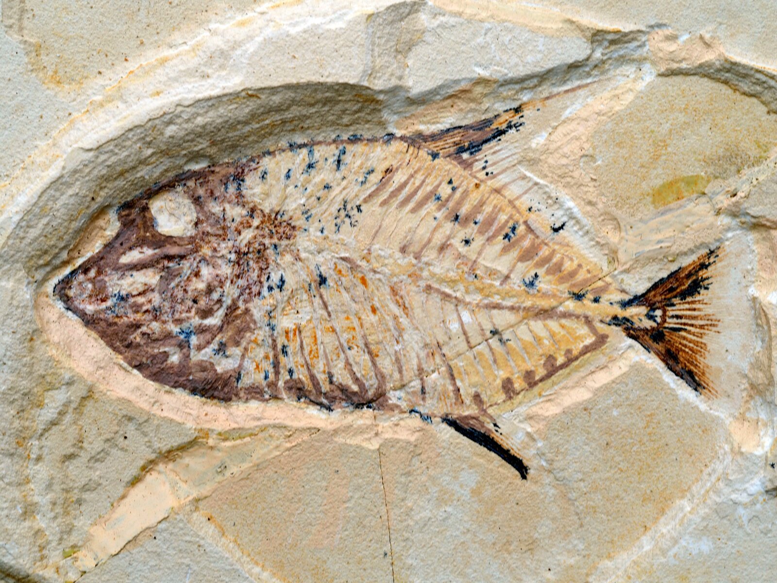 Agoultpycnodus aldrovandii Taverne & Capasso 2023 - Member Collections ...