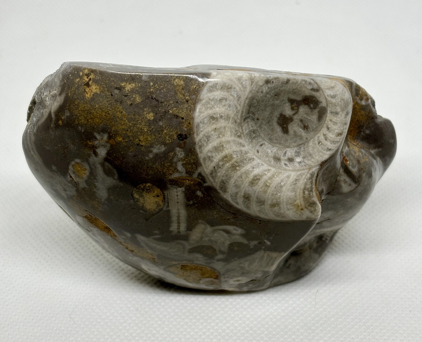 Coiled nautiloid - Carboniferous - The Fossil Forum