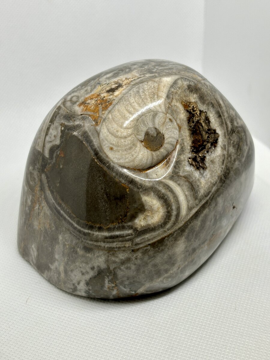 Coiled Nautiloid - Carboniferous - The Fossil Forum