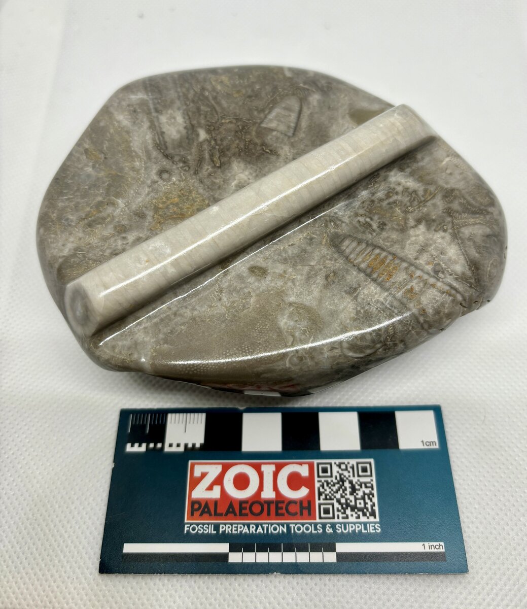 Crinoid stem - Carboniferous - The Fossil Forum