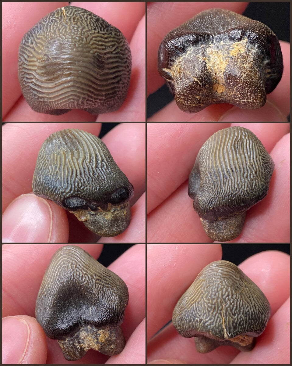 Ptychodus occidentalis - Member Collections - The Fossil Forum