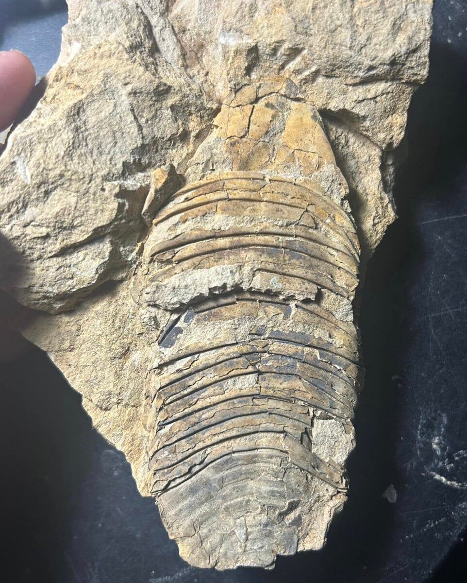Trimerus stelmophorus - Paleozoic - The Fossil Forum