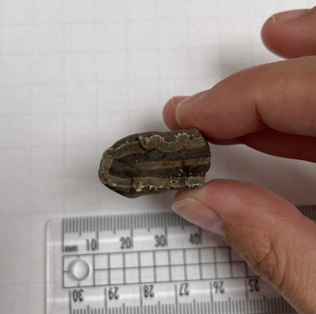 Mammoth (Mammuthus primigenius) partial tooth plate [a] - Member ...