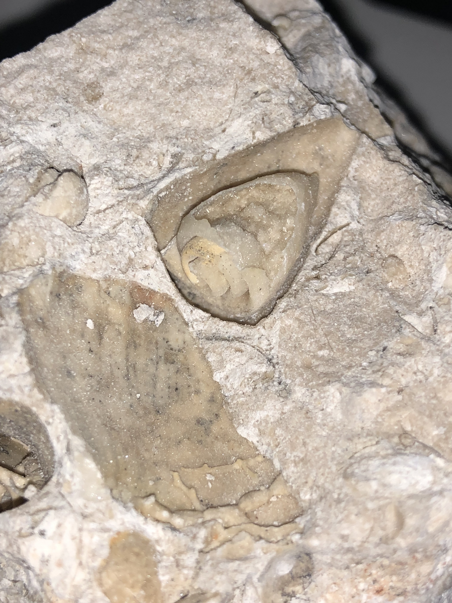 Miocene fossils from Qatar - The Fossil Forum