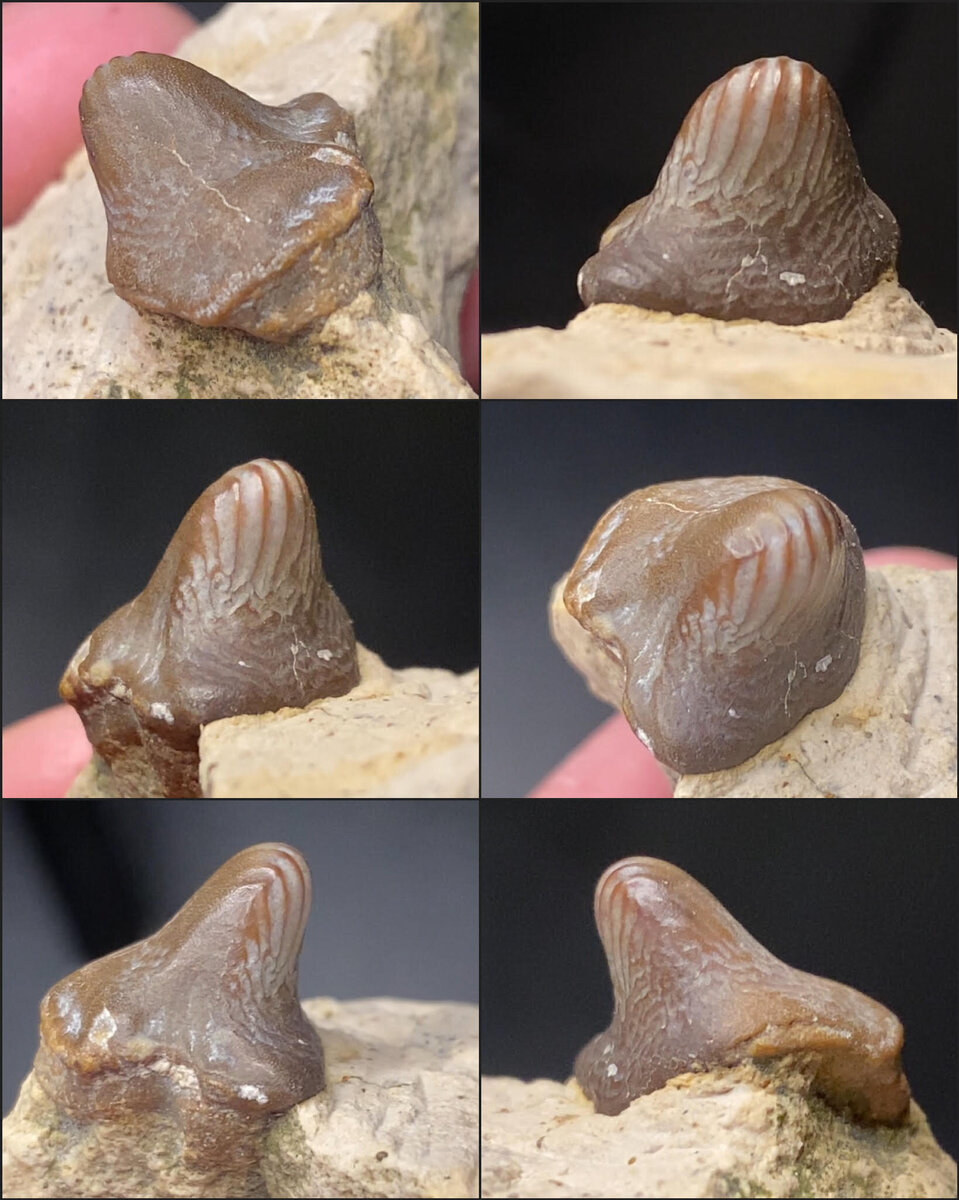 Ptychodus whipplei - Member Collections - The Fossil Forum