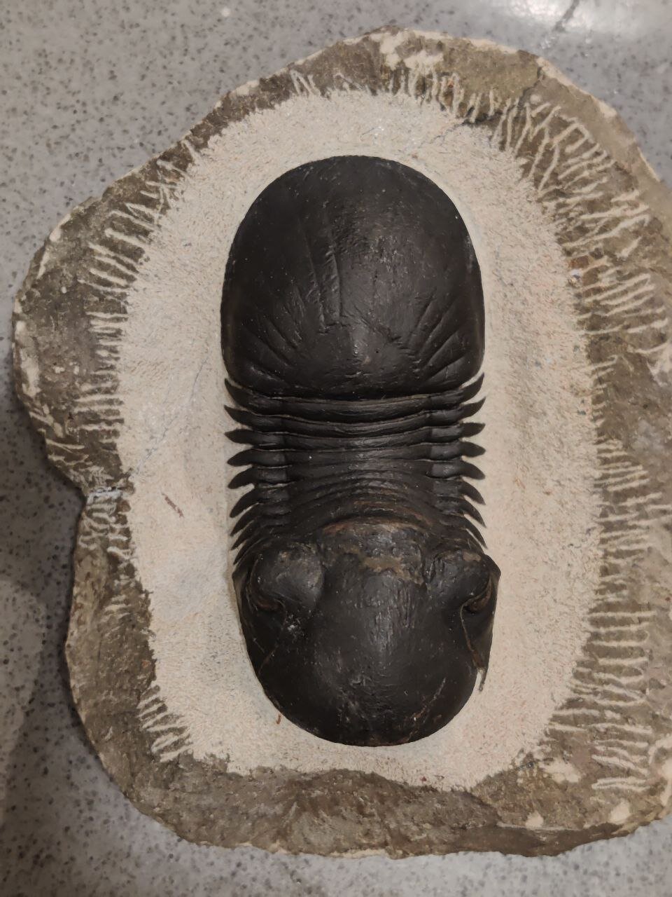 Paralejurus species? - Fossil ID - The Fossil Forum