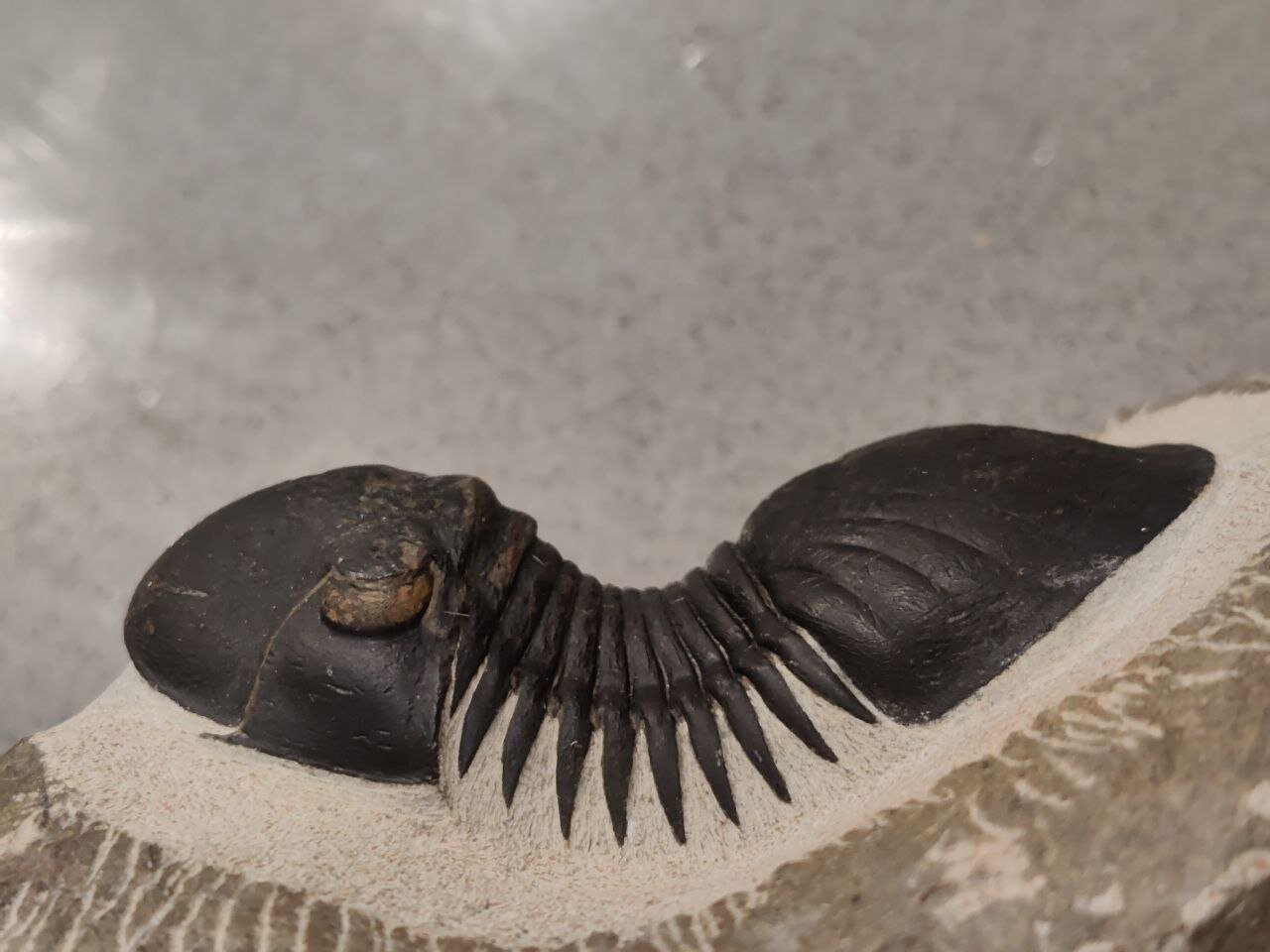 Paralejurus species? - Fossil ID - The Fossil Forum