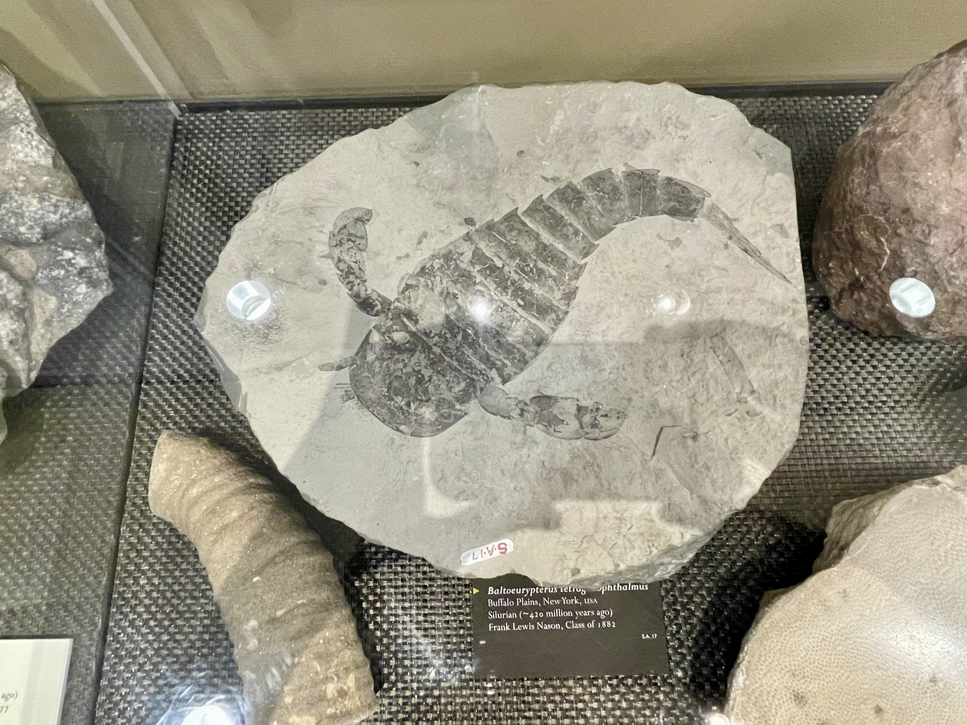 A trip to The Beneski Museum of Natural History Part-2 - A Trip to the ...
