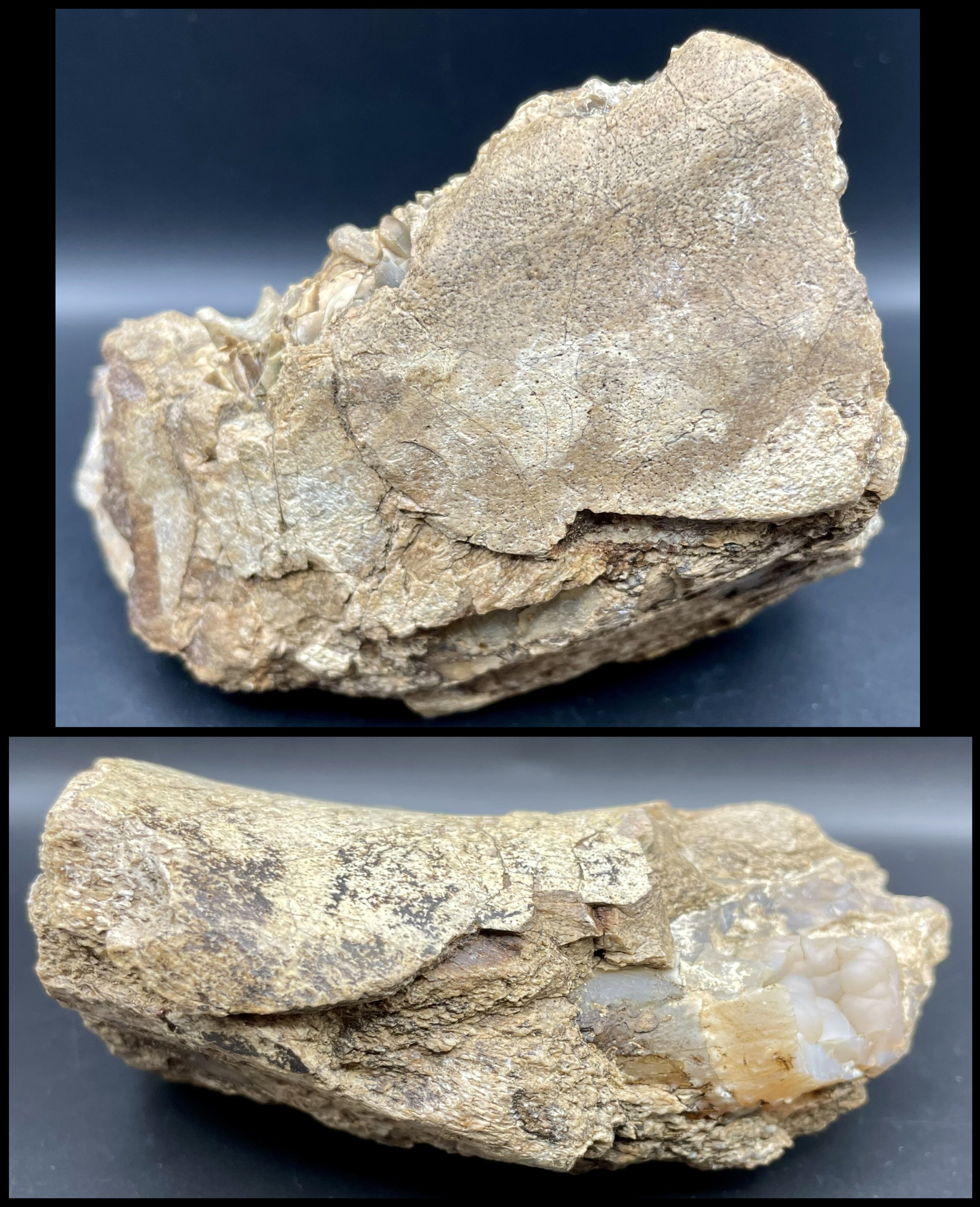 Dinosaur Bone - Morrison Formation - Fossil ID - The Fossil Forum