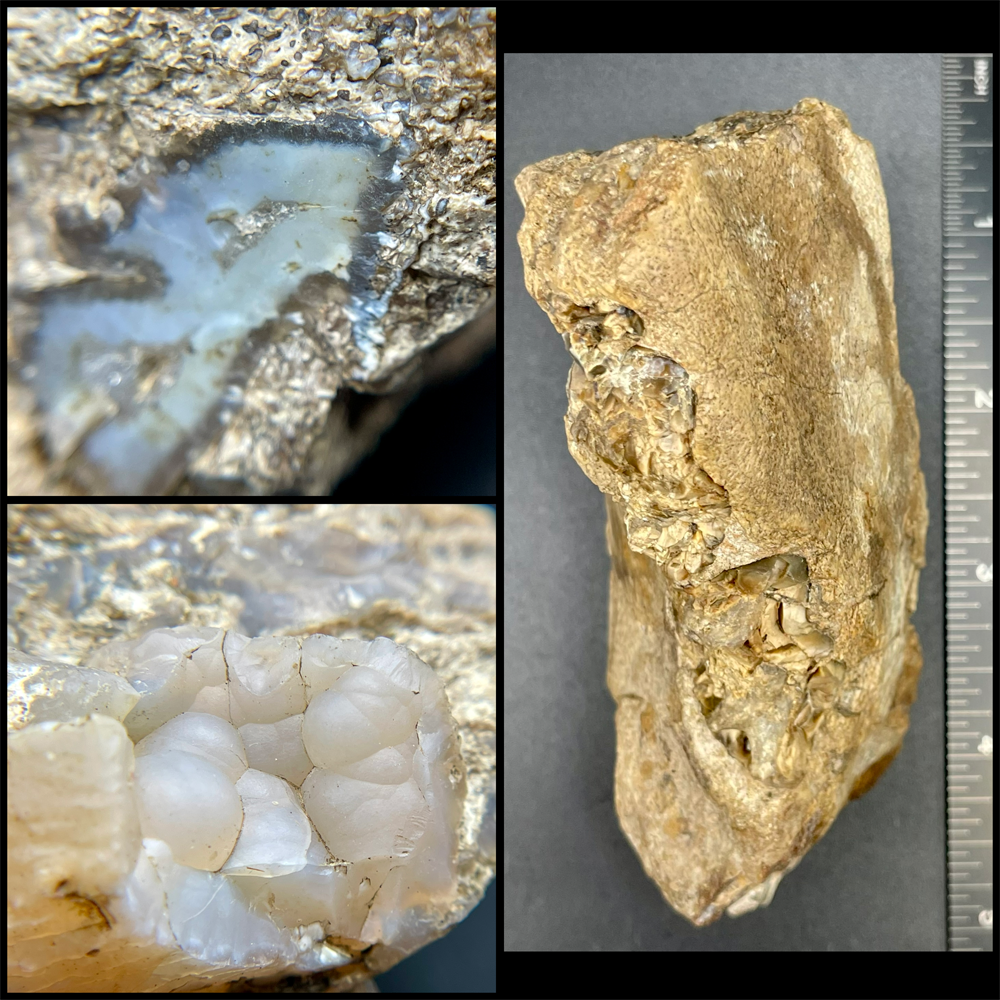Dinosaur Bone - Morrison Formation - Fossil ID - The Fossil Forum