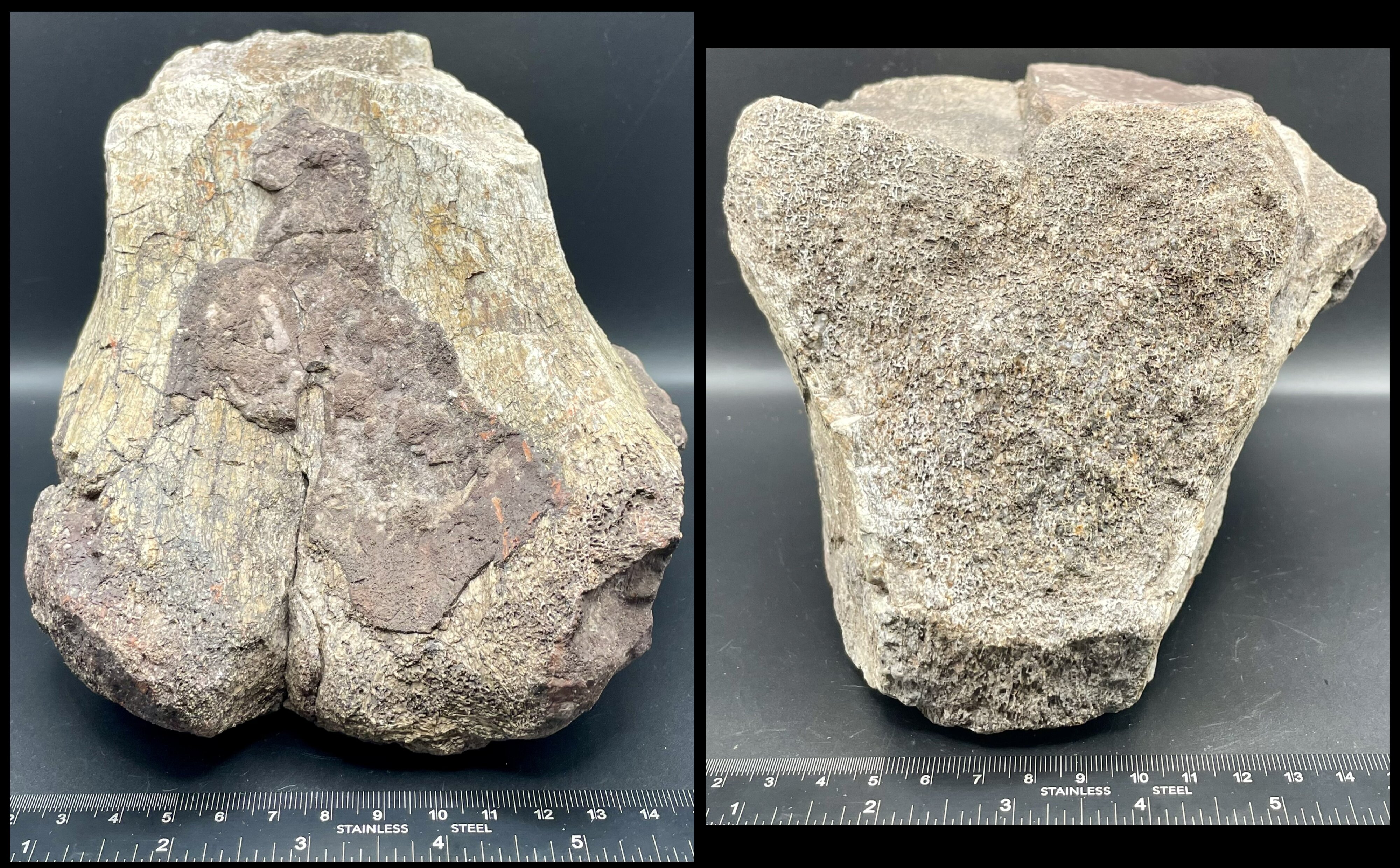 Dinosaur Bone - Morrison Formation - Fossil ID - The Fossil Forum