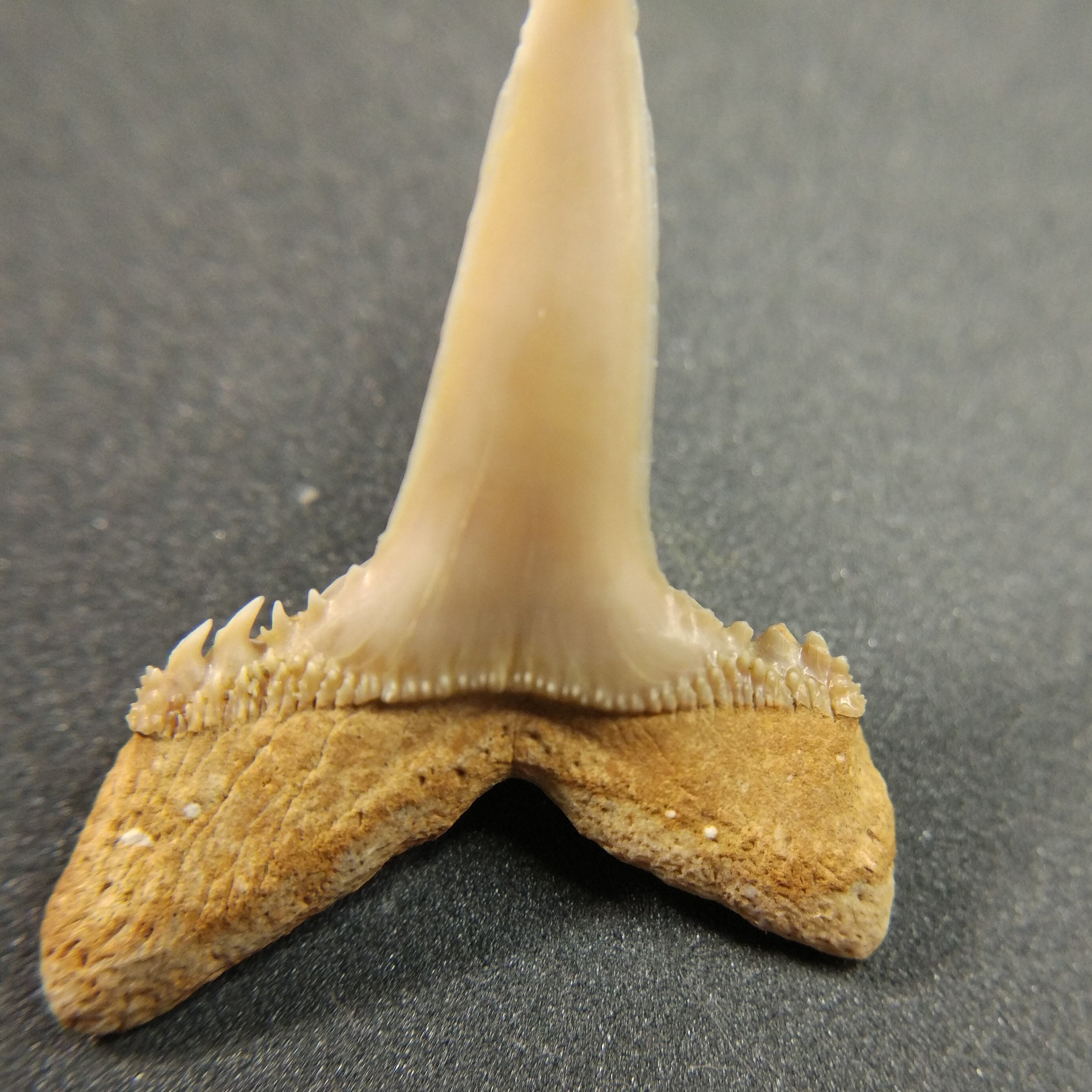 Let's see your rarest specimen! - Page 2 - Member Collections - The ...