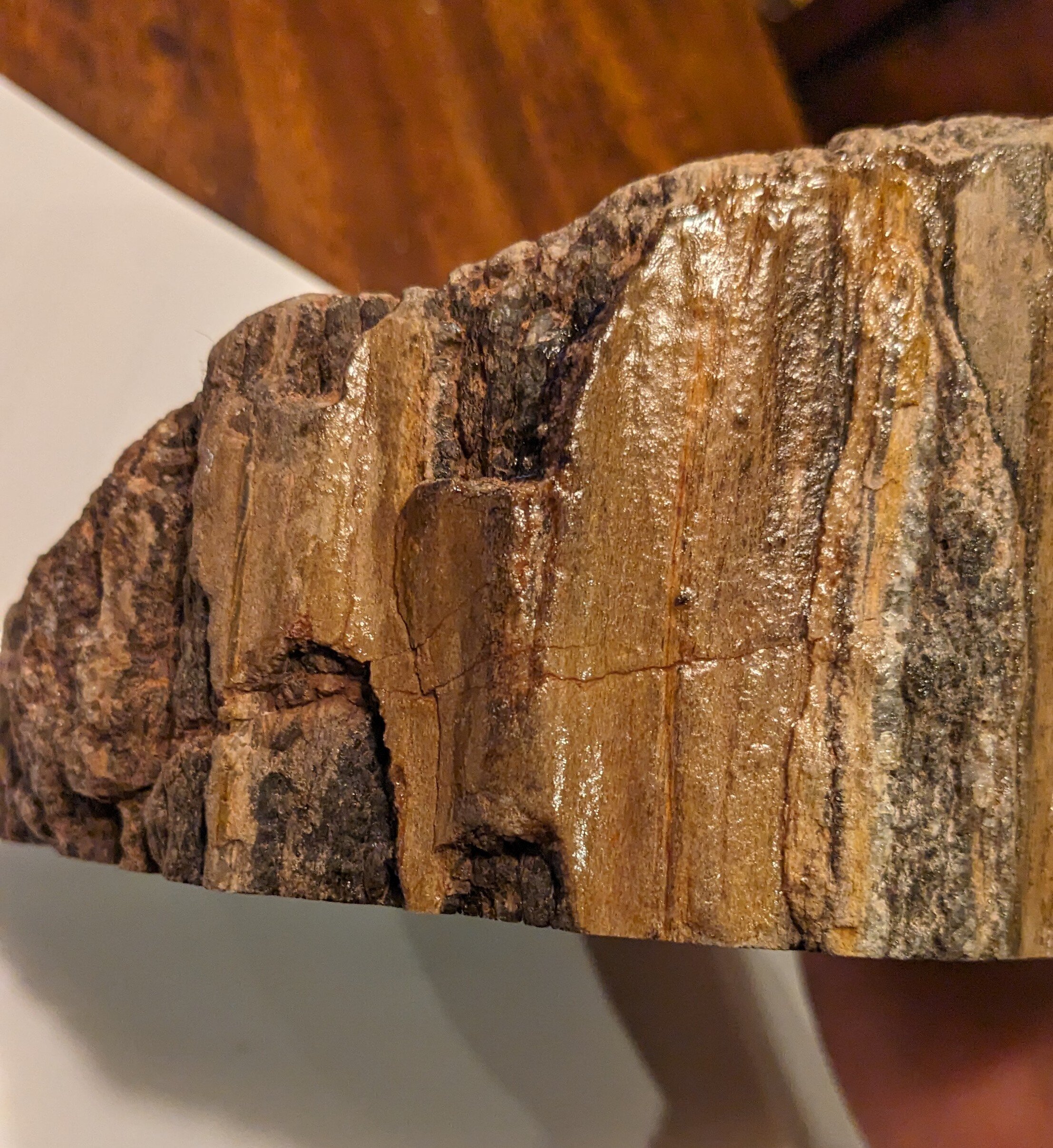 Petrified Wood, (Pullisilvaxylon)? - Fossil ID - The Fossil Forum
