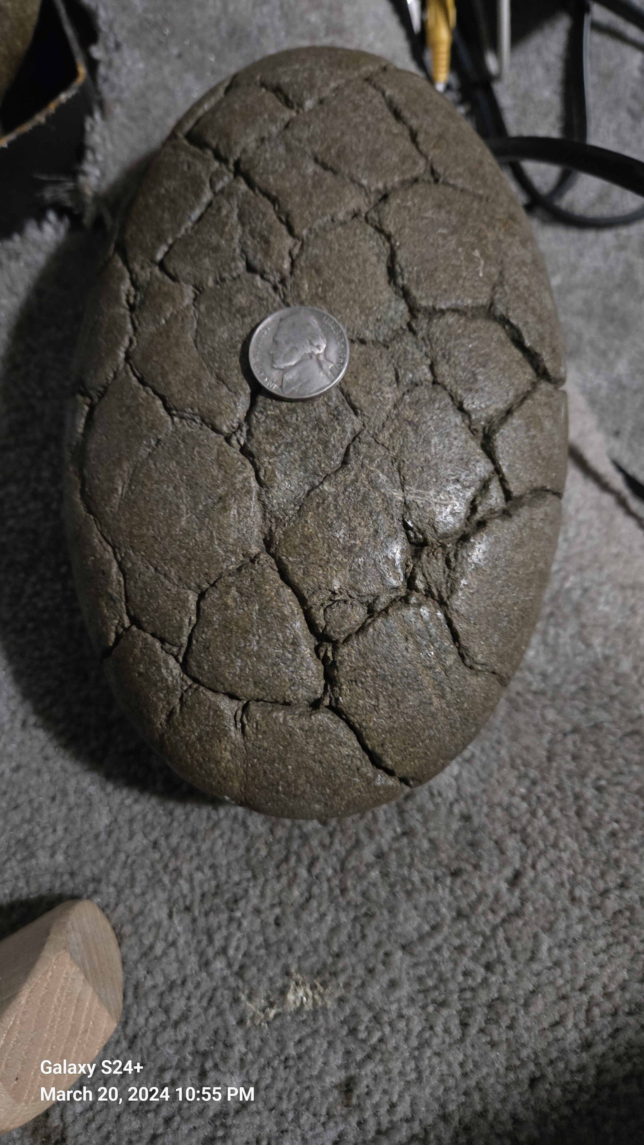Help I.D. - Fossil ID - The Fossil Forum