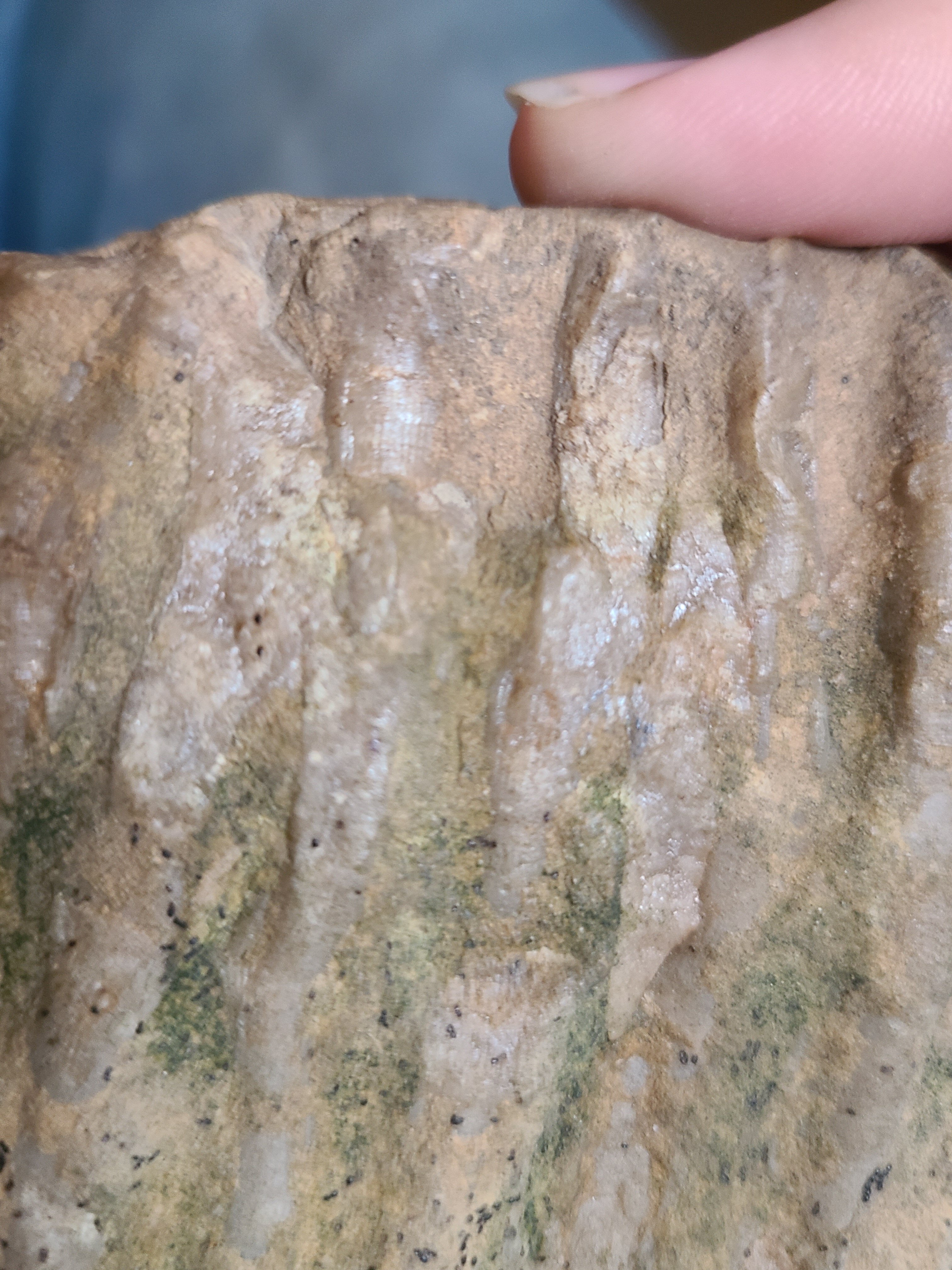 Is this a tooth, a weird coral or an odd limestone? - Fossil ID - The ...