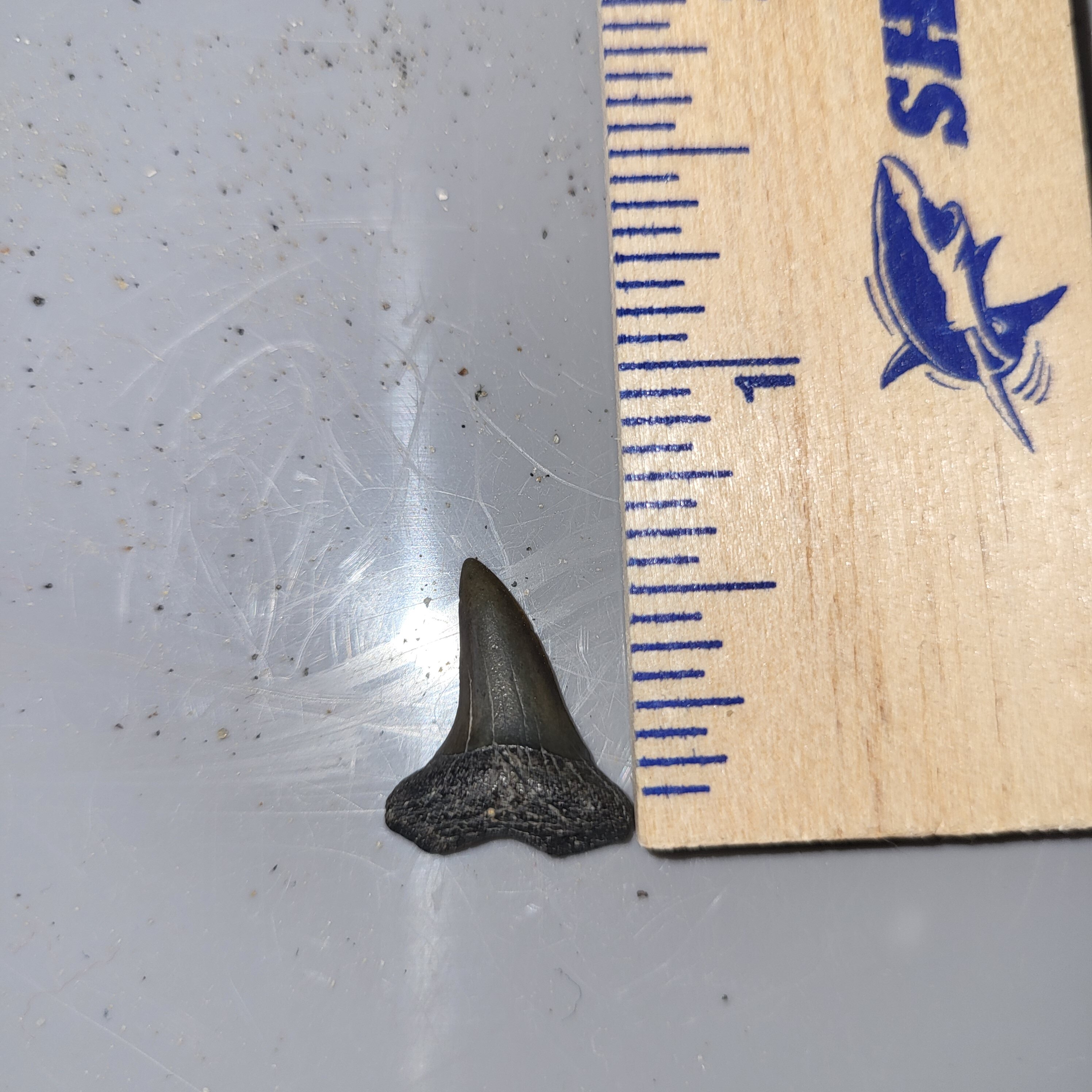 Shark tooth ID - Fossil ID - The Fossil Forum
