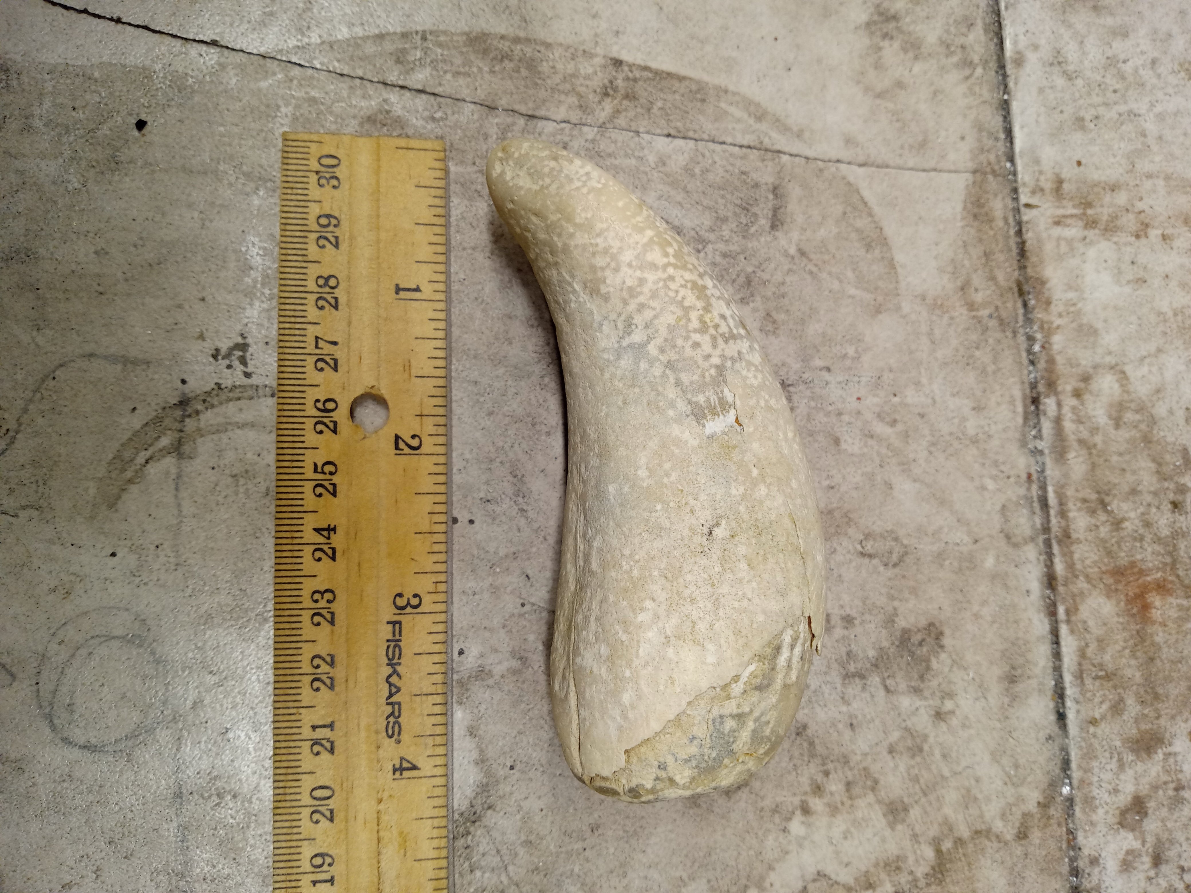 What is this? Sea lion tooth? Found on the oregon coast - Fossil ID ...