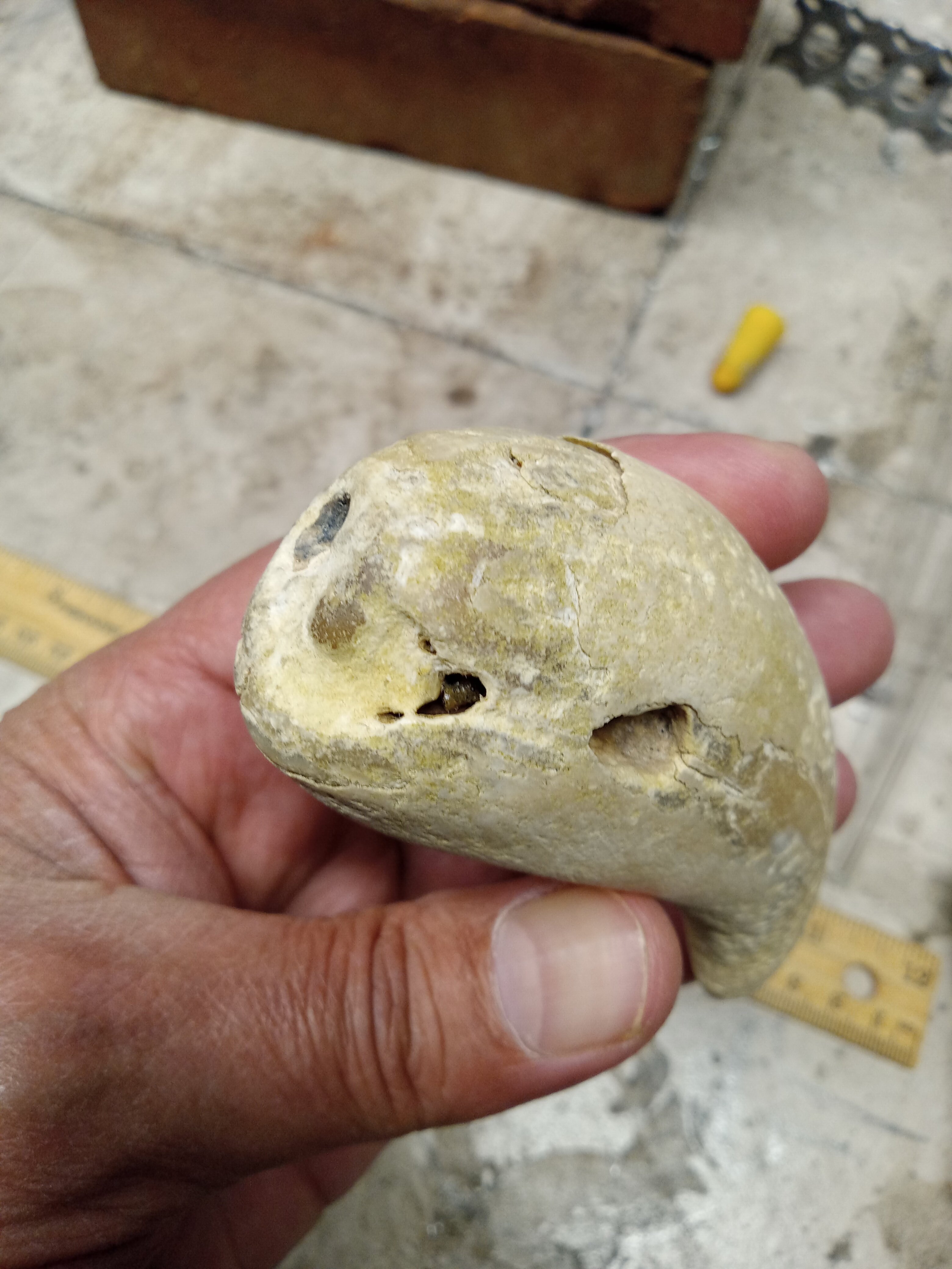 What is this? Sea lion tooth? Found on the oregon coast - Fossil ID ...