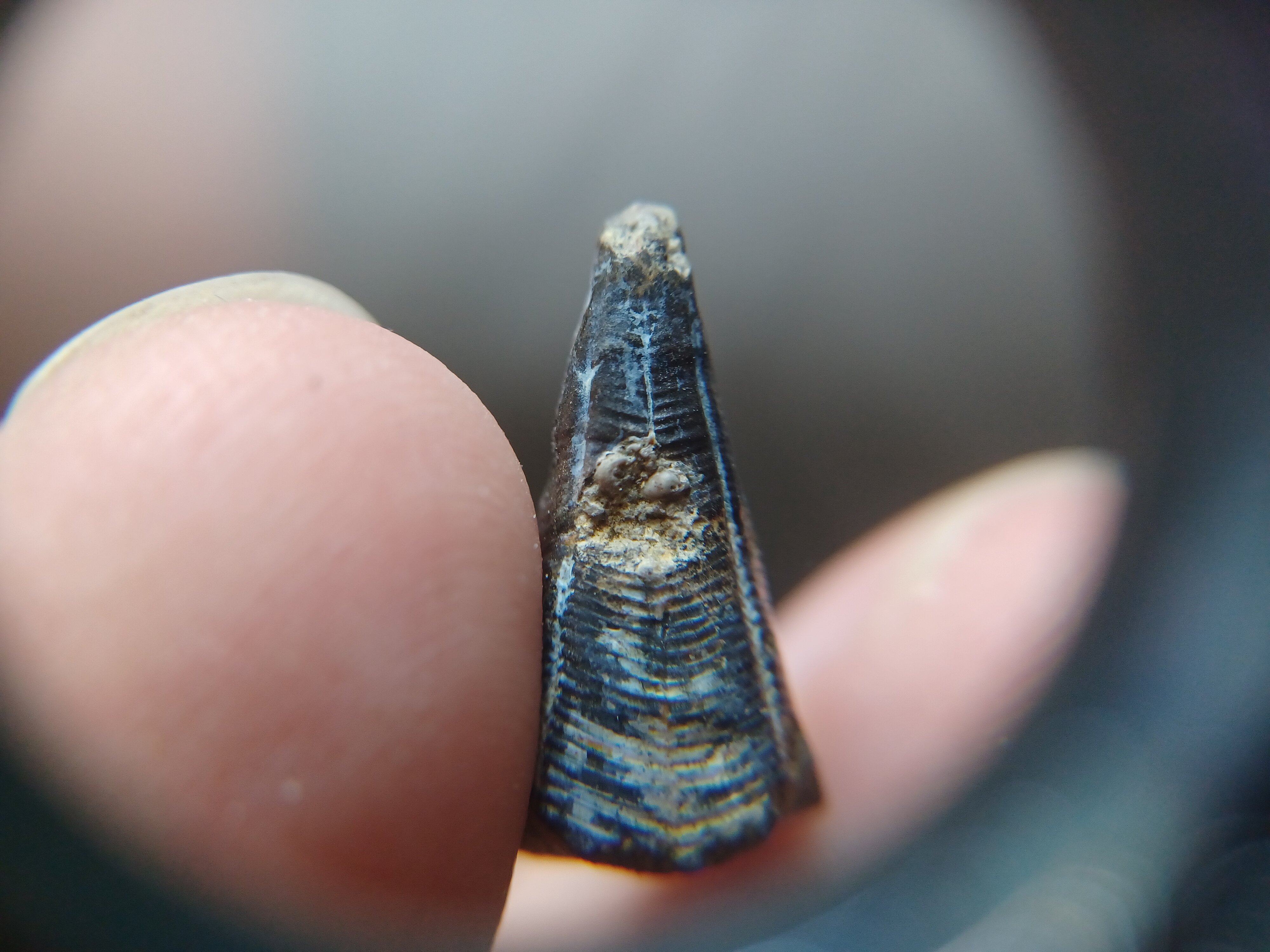 Is this a Conulariid Pearl? (Missouri) - Fossil ID - The Fossil Forum